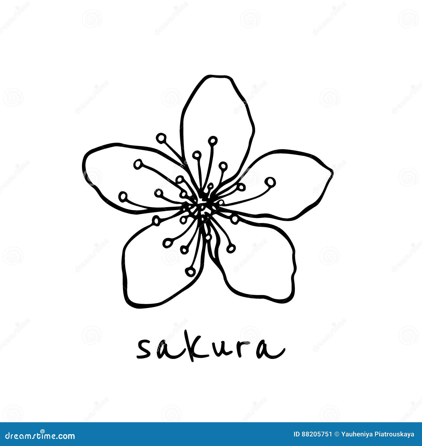 Hand drawn sakura flower stock vector. Illustration of beautiful - 88205751