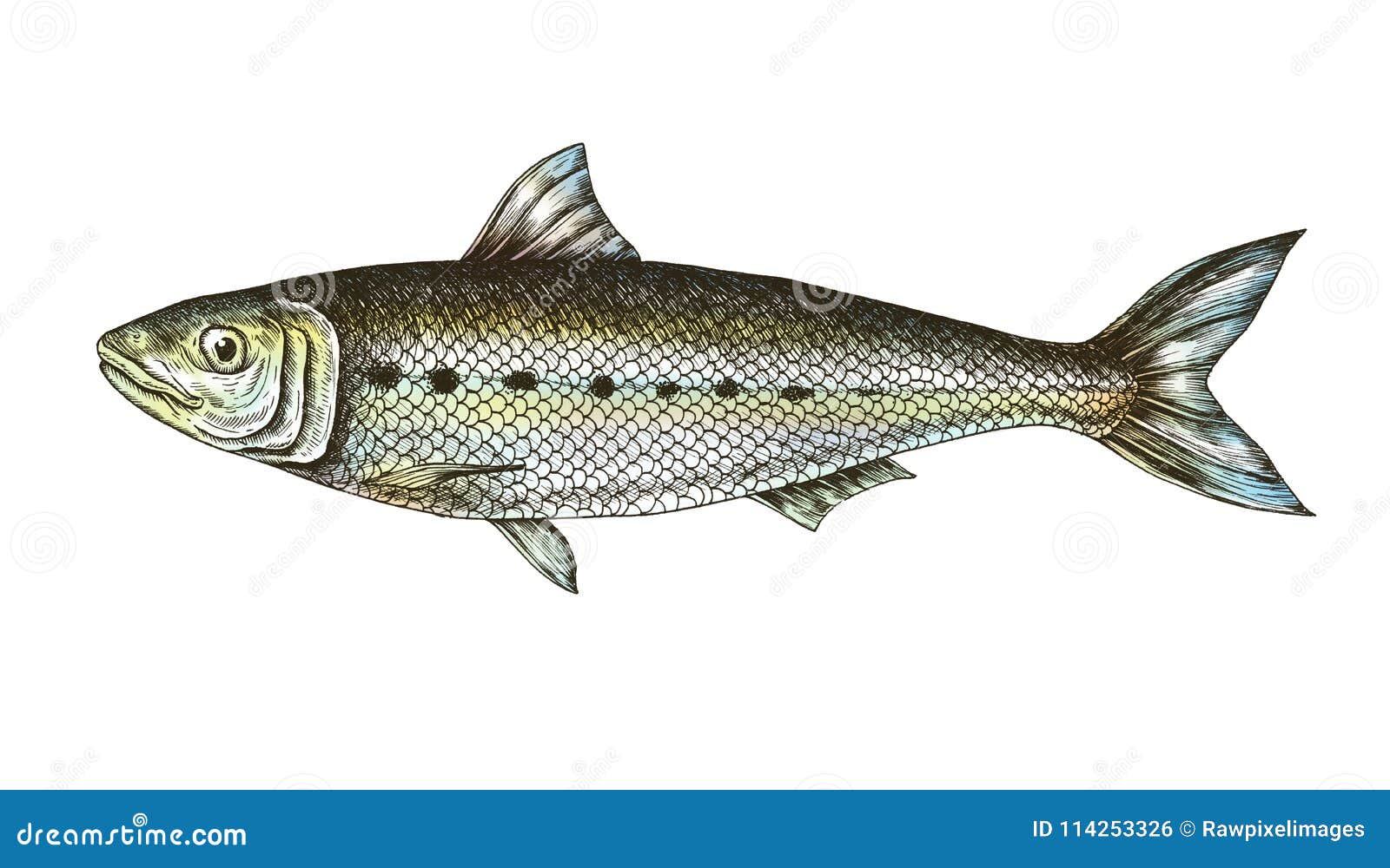Sardine Fish On A White Background, Drawing Cartoon Vector ...