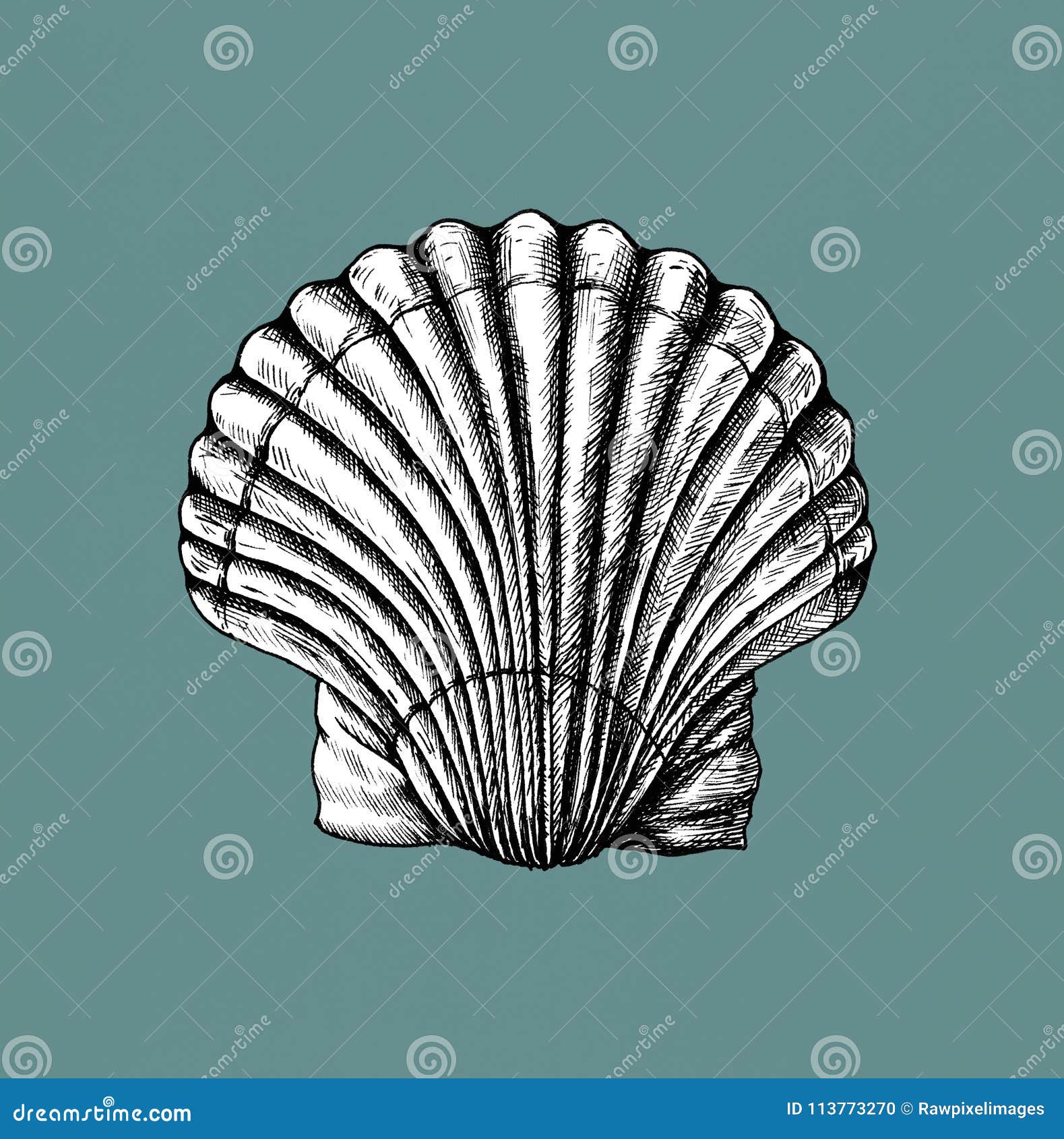 Hand Drawn Scallop Saltwater Clams Stock Illustration - Illustration of ...