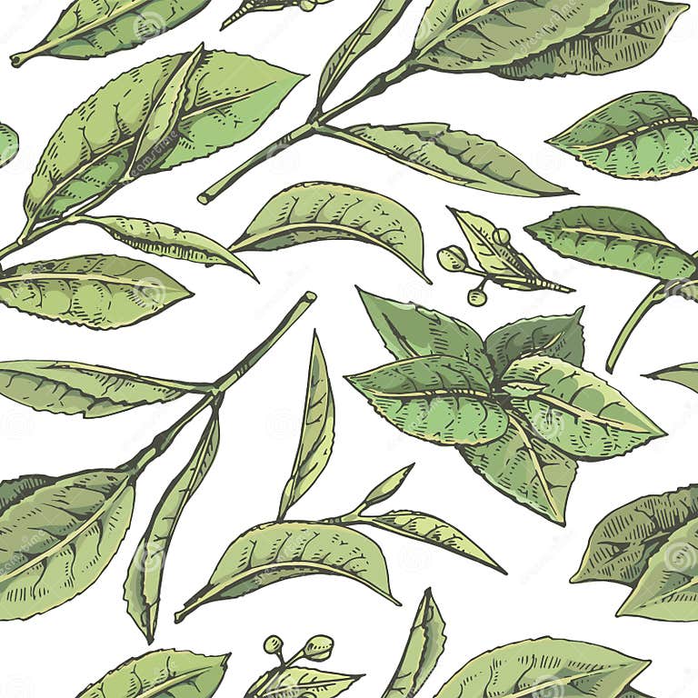 Hand-drawn Seamless Pattern Matcha Leaves on the White Background Stock ...