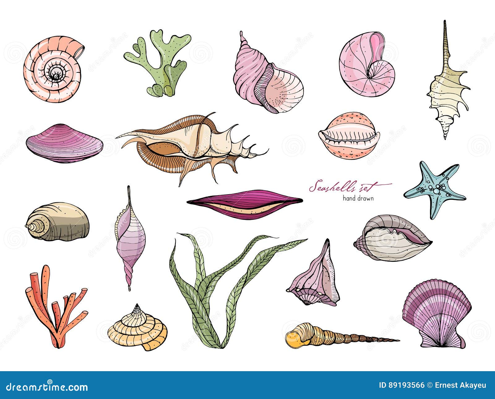 Hand Drawn Seashells Collection. Vector Colorful Illustration. Stock ...