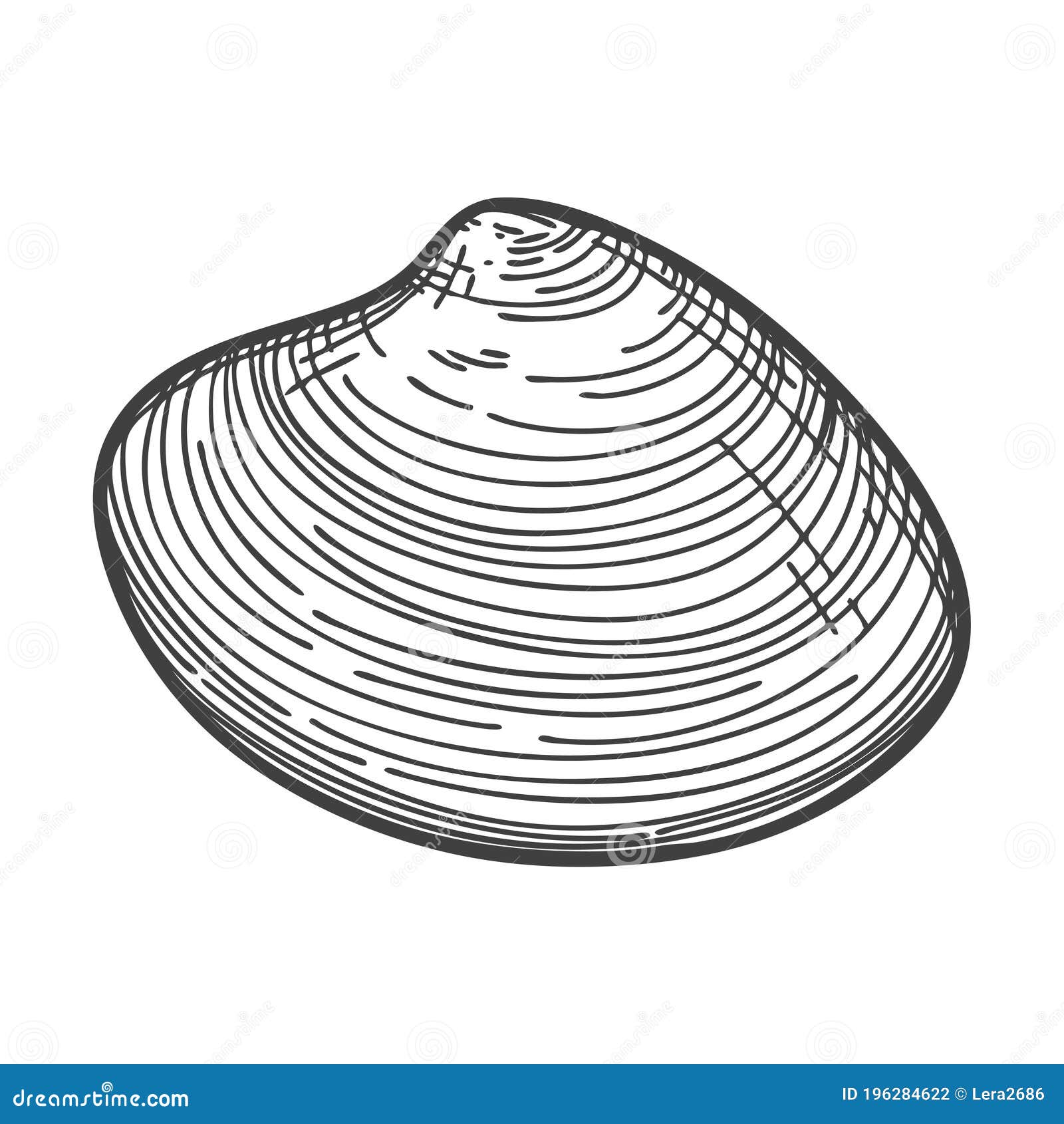 Hand-drawn Seashells. an Empty, Closed, Flat, Oval Solid Shell of a ...