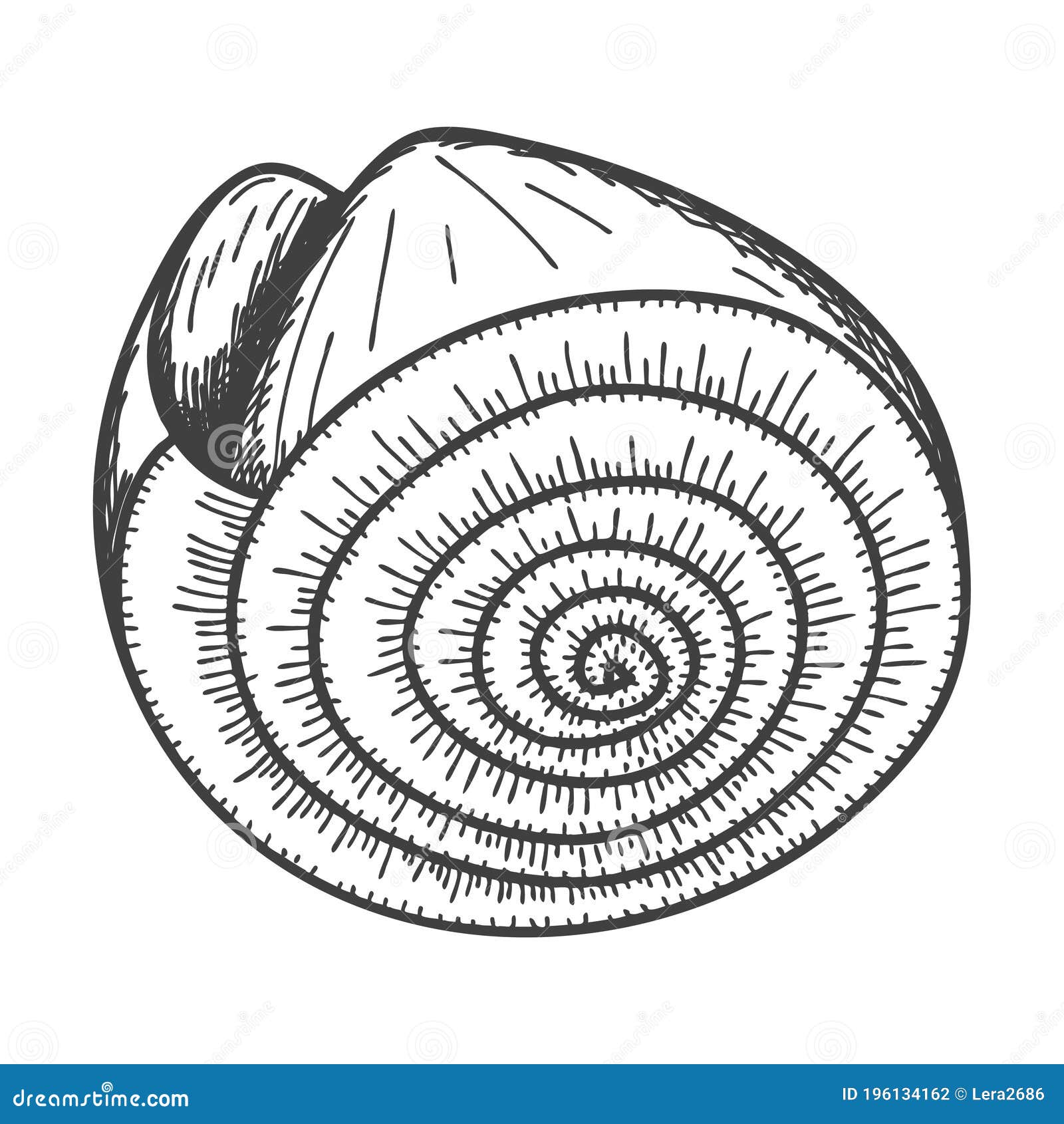 Hand-drawn Seashells. Empty Spiral Solid Shell of a or Snail. Sketch ...