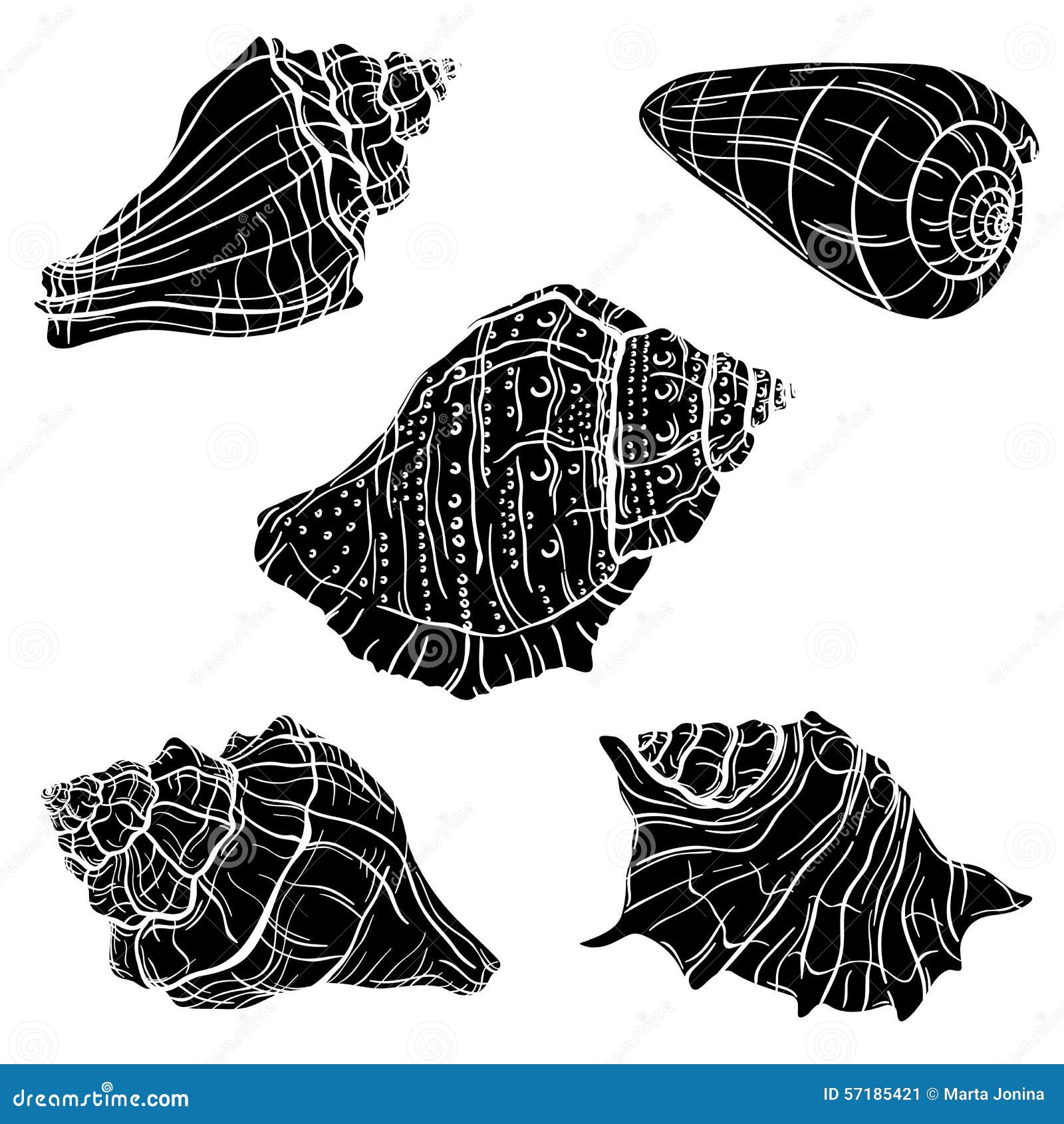 Hand drawn seashells stock vector. Illustration of group - 57185421