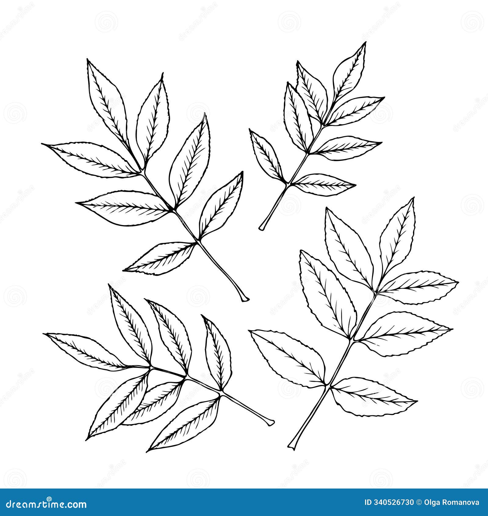 Hand Drawn Set of Ash Leaves in Line Art Style Isolated on a White ...