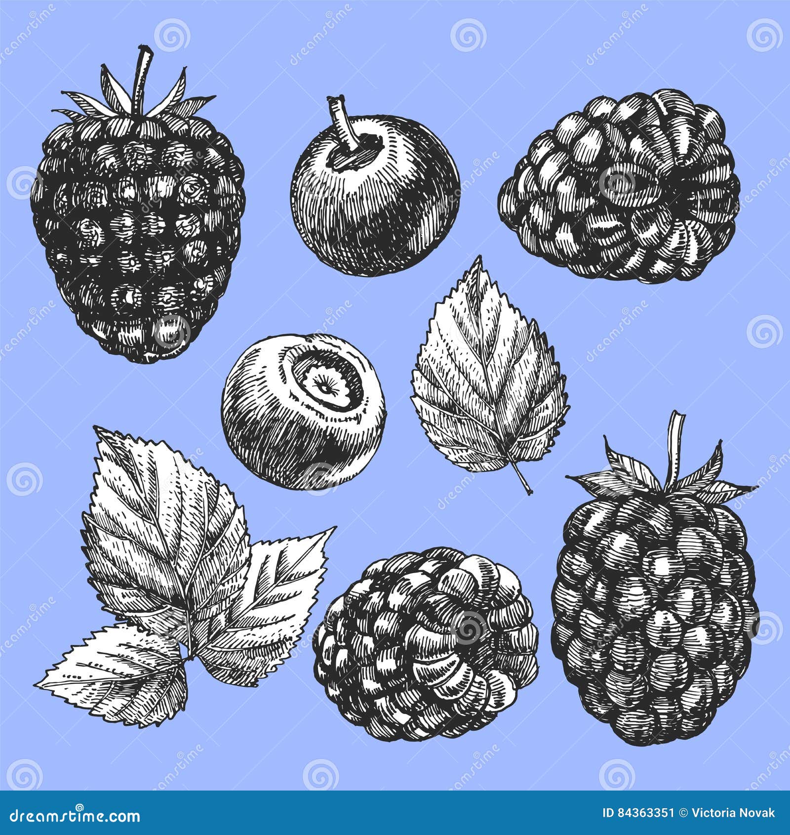 Hand-drawn set of Berries. stock vector. Illustration of plant - 84363351