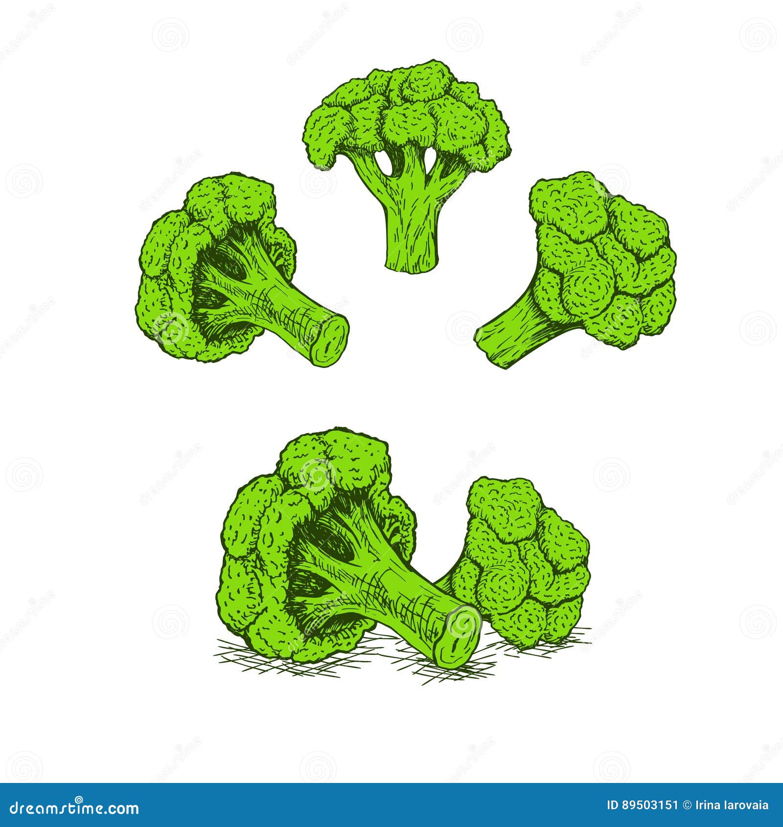 Hand Drawn Set of Broccoli. Vector Sketch Stock Vector - Illustration ...