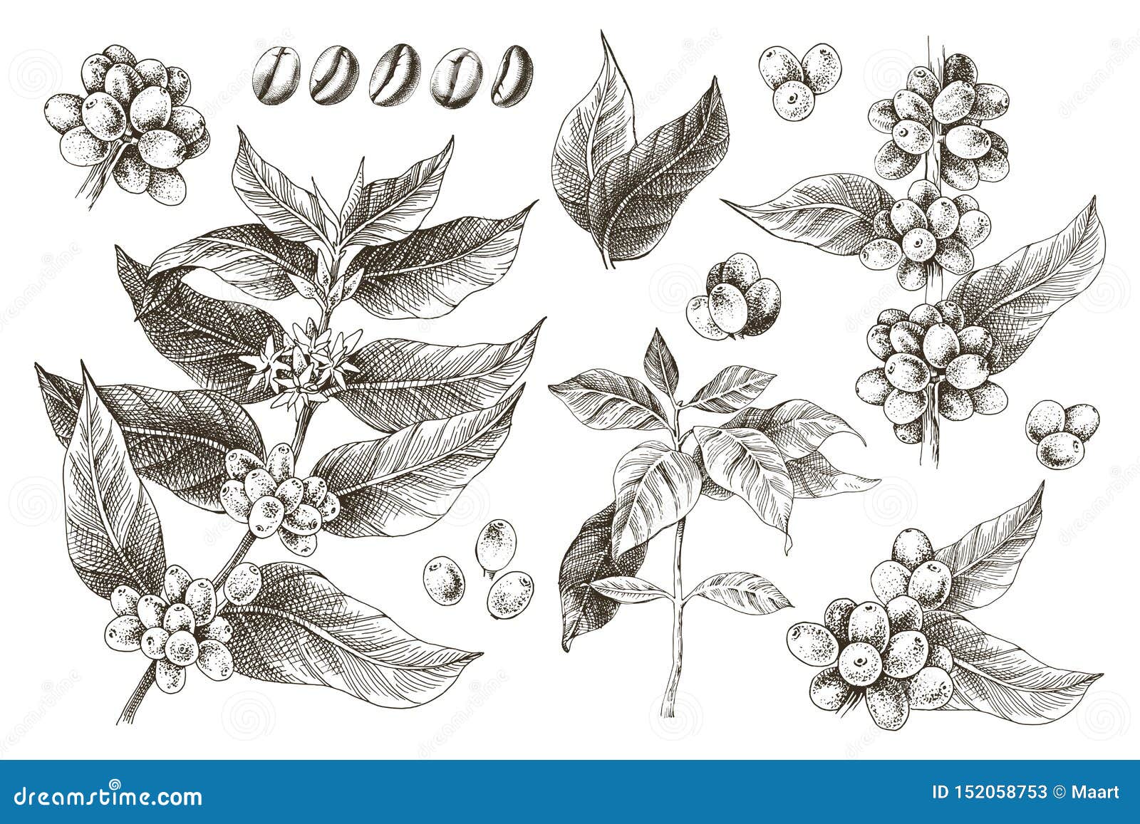 Hand Drawn Set of Coffee Tree Branches and Beans Stock Vector ...