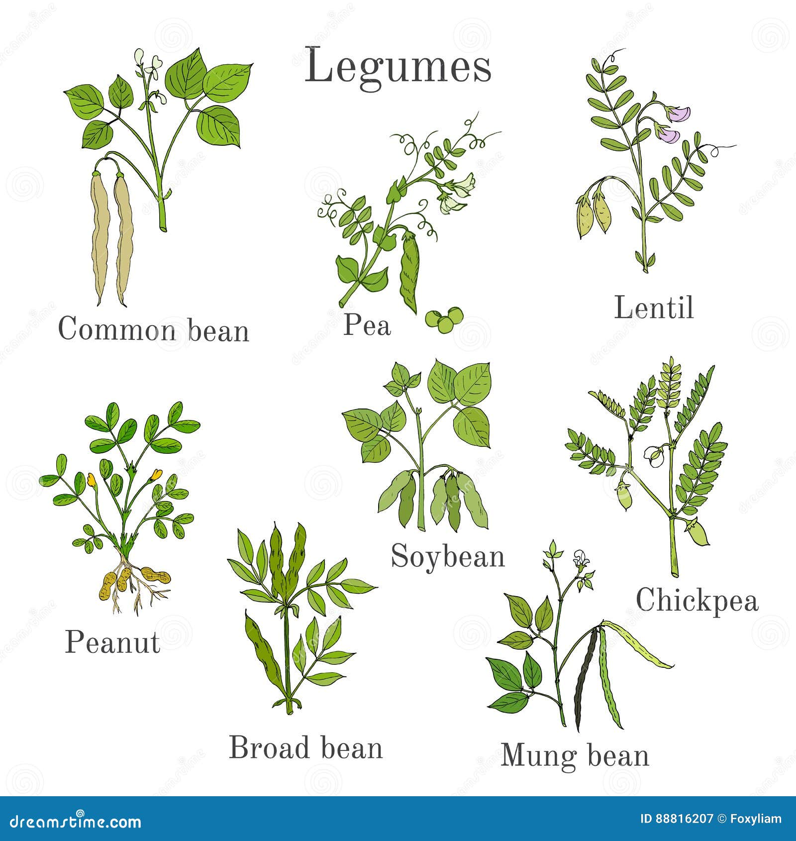 Hand Drawn Set of Culinary Agricultural Legume Plants Stock Vector ...
