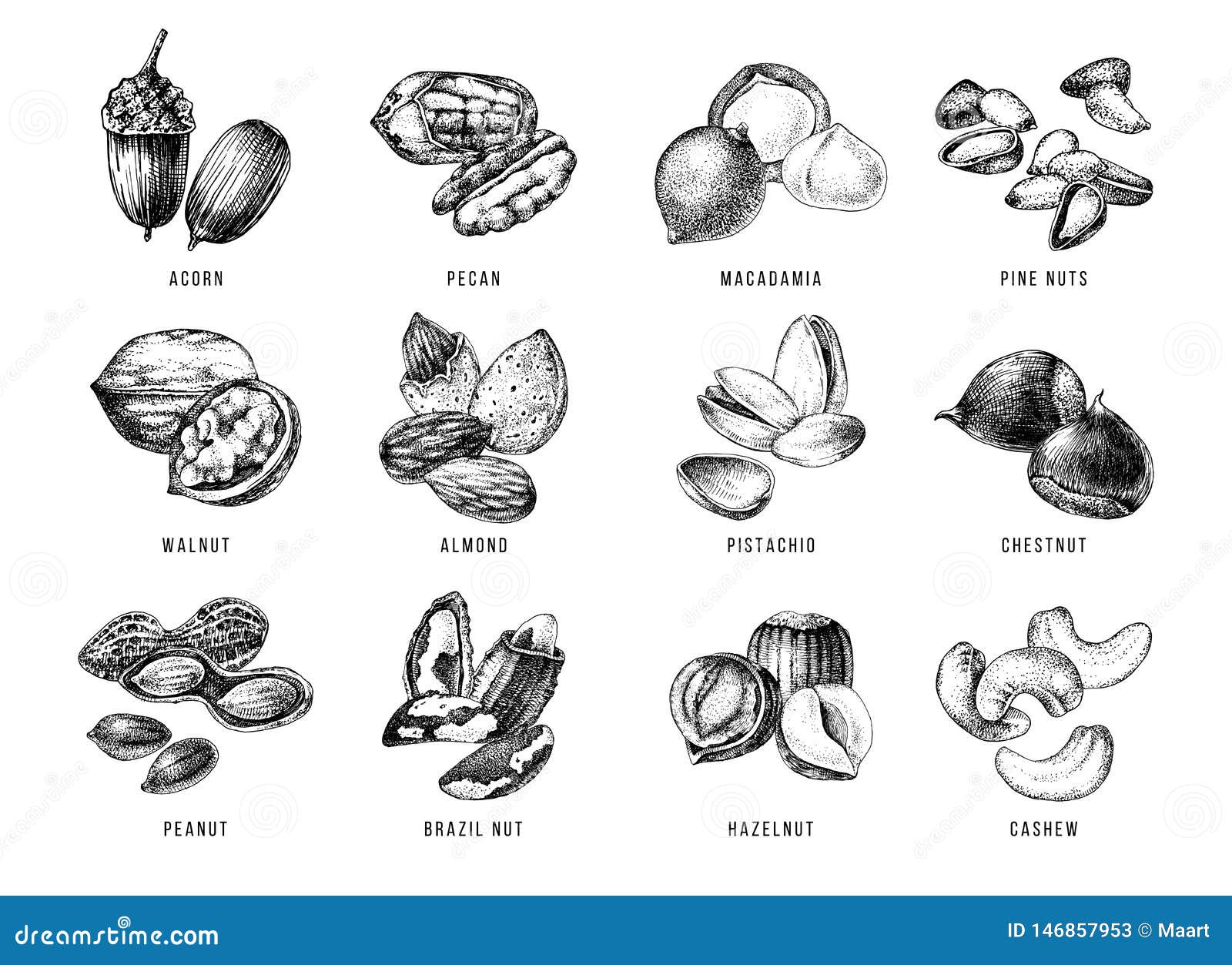 Hand Drawn Set of 12 Edible Nuts Stock Vector - Illustration of almond ...