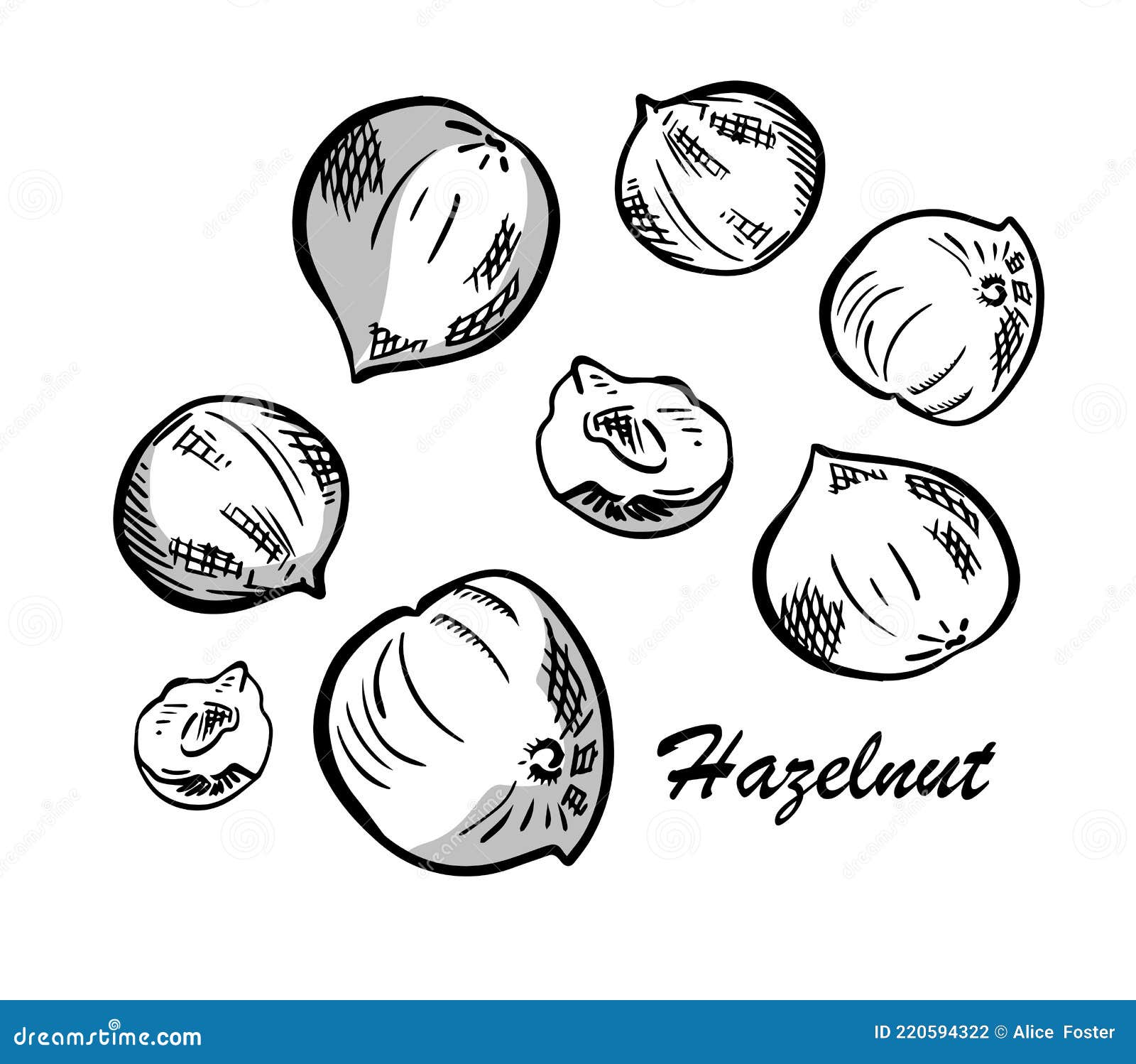 Hand-drawn Set of Hazelnuts with Shadows. Outline Style, Ink Drawing ...