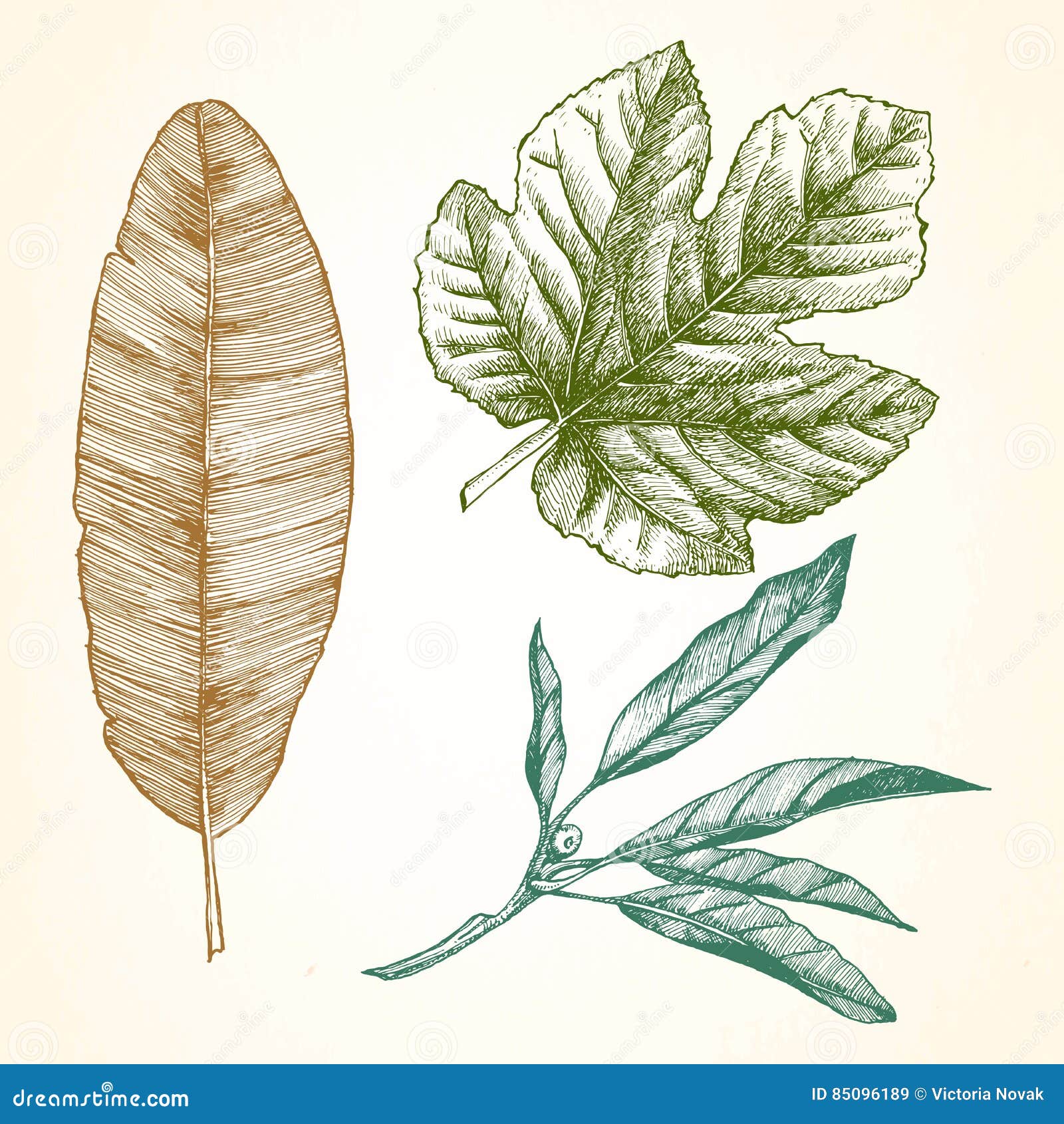 Hand drawn set of leaves. stock vector. Illustration of organic - 85096189