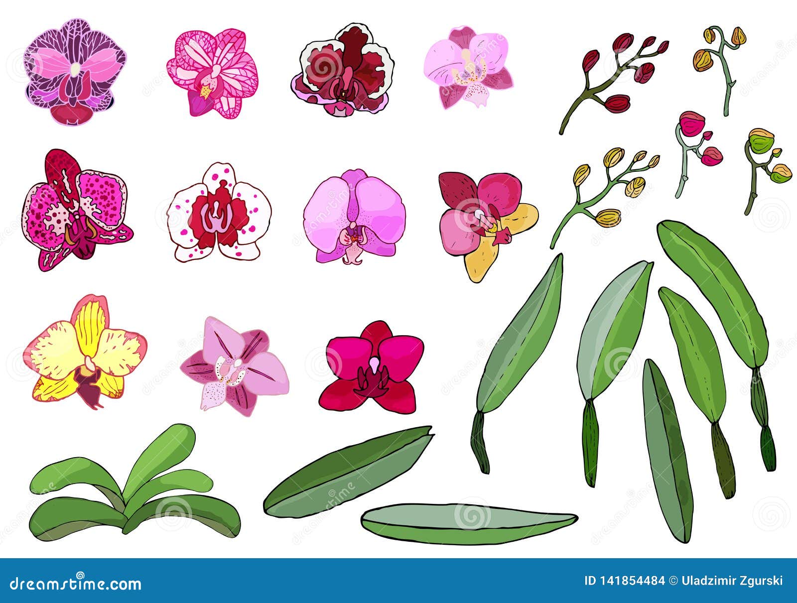 Hand Drawn Set of Orchid Flowers Stock Vector - Illustration of pencil ...