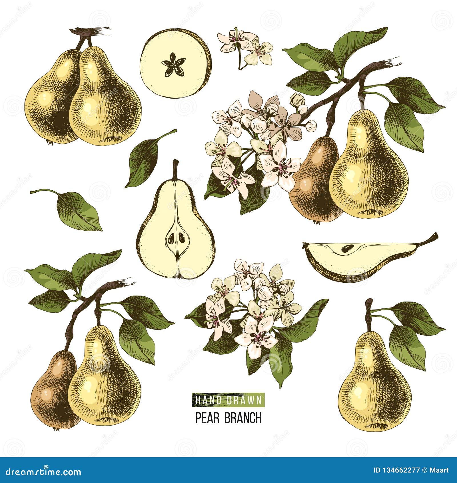 Hand drawn set of pears stock vector. Illustration of design - 134662277 Hand drawn set of pears stock vector. Illustration of design - 134662277