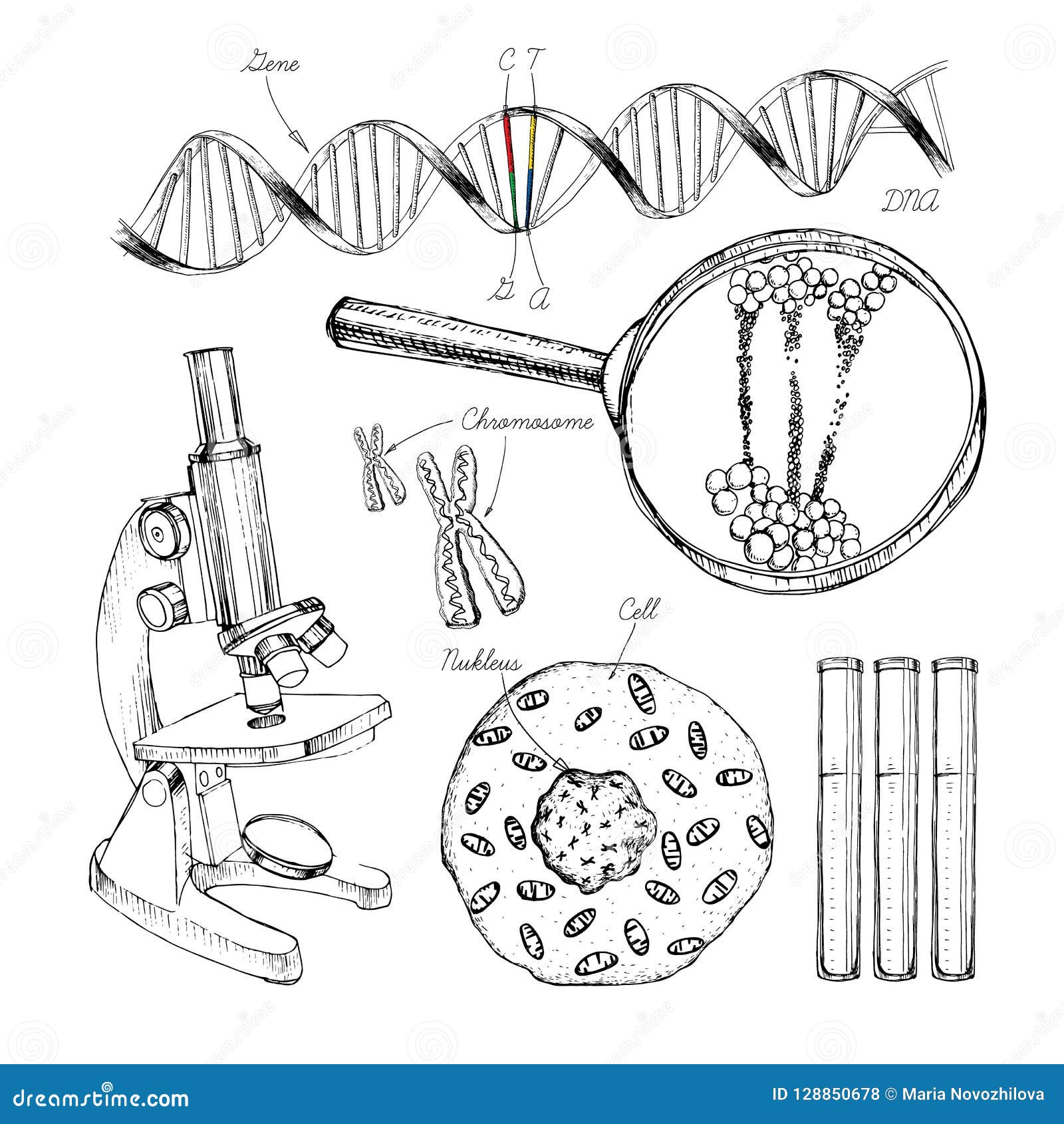 Hand Drawn Set Structure of DNA. Genome Sequence. Health and ...