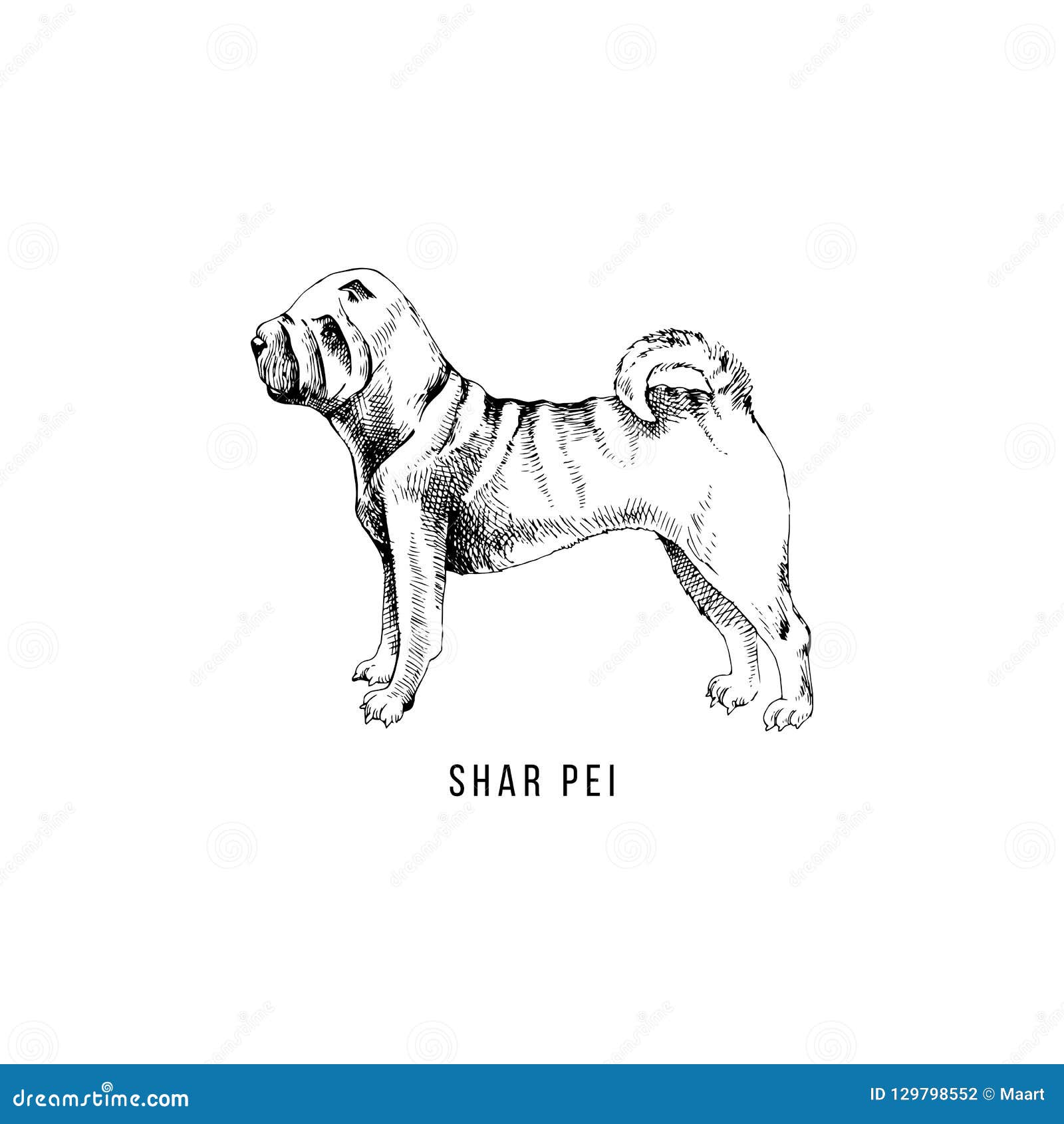 Hand drawn Shar Pei stock vector. Illustration of cute - 129798552