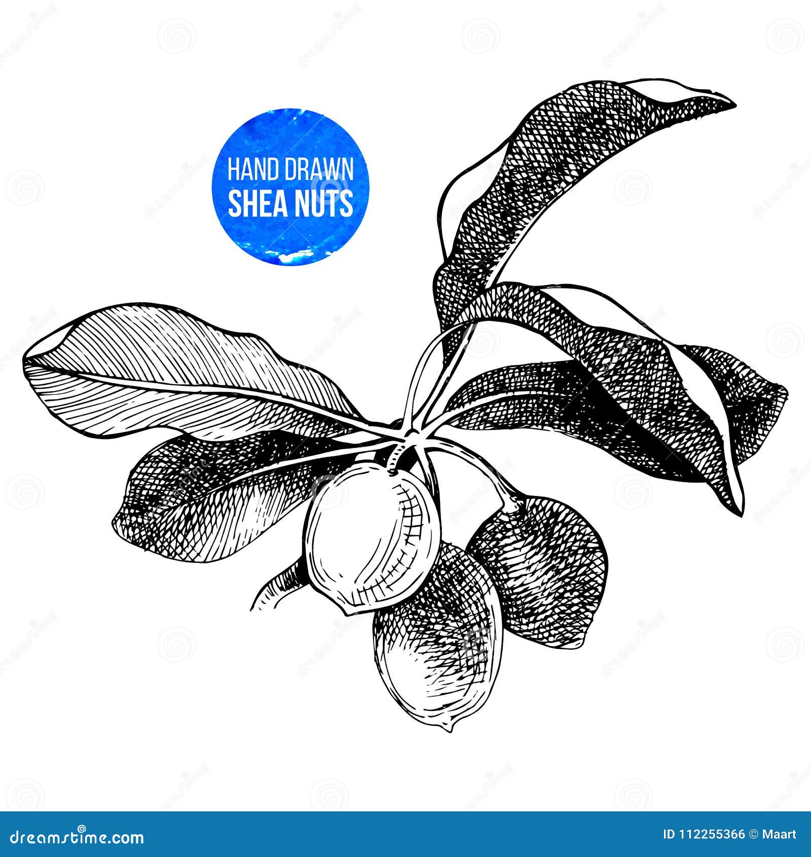 Hand Drawn Shea Nuts Branch Stock Vector - Illustration of background ...