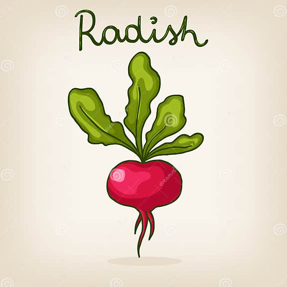 Hand drawn shiny radish stock illustration. Illustration of closeup ...