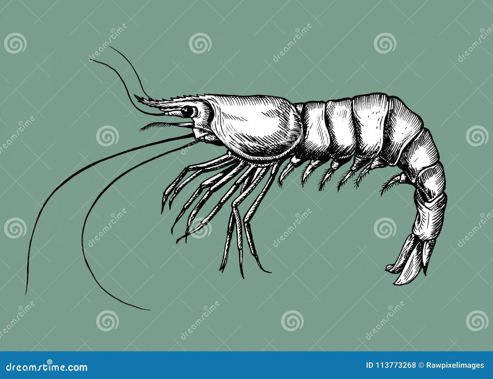 Hand Drawn of Shrimp Isolated Stock Illustration - Illustration of ...