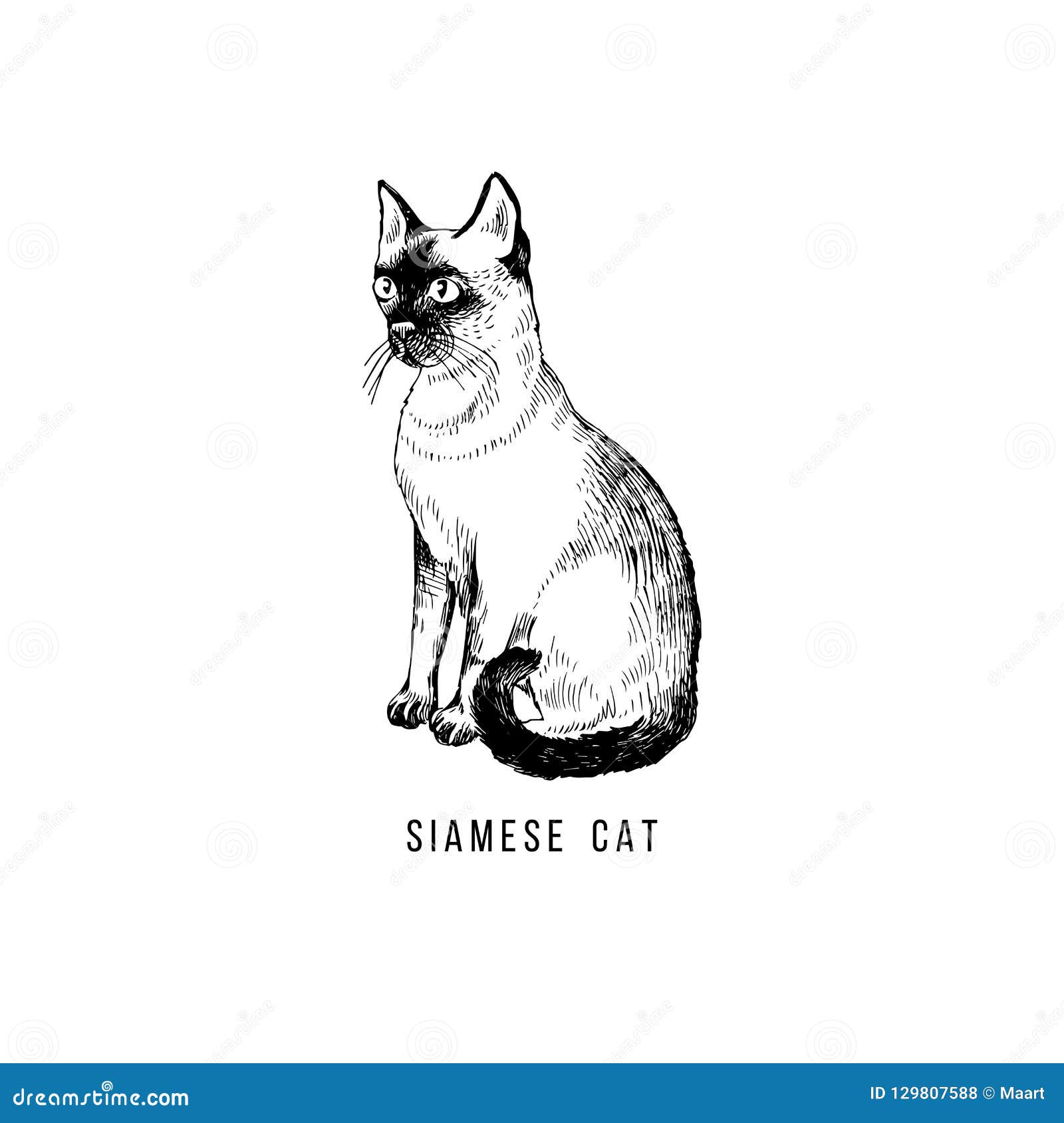 Hand drawn siamese cat stock vector. Illustration of hair - 129807588