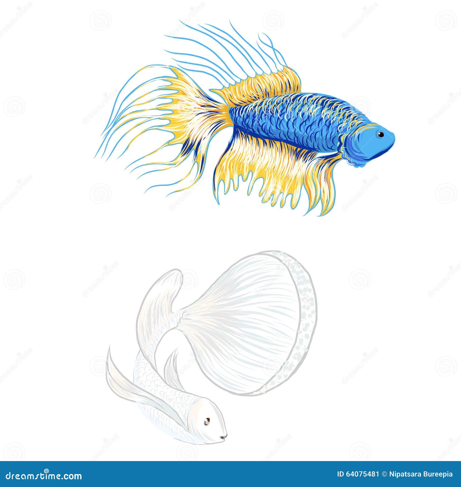 Hand Drawn Siamese Fighting Fish, Beautiful Fish Stock Vector ...