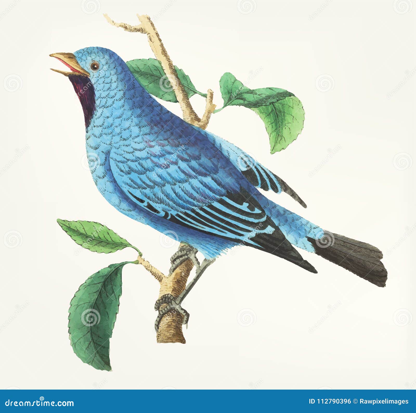 Hand Drawn Silken-feathered Chatterer Bird Stock Illustration ...