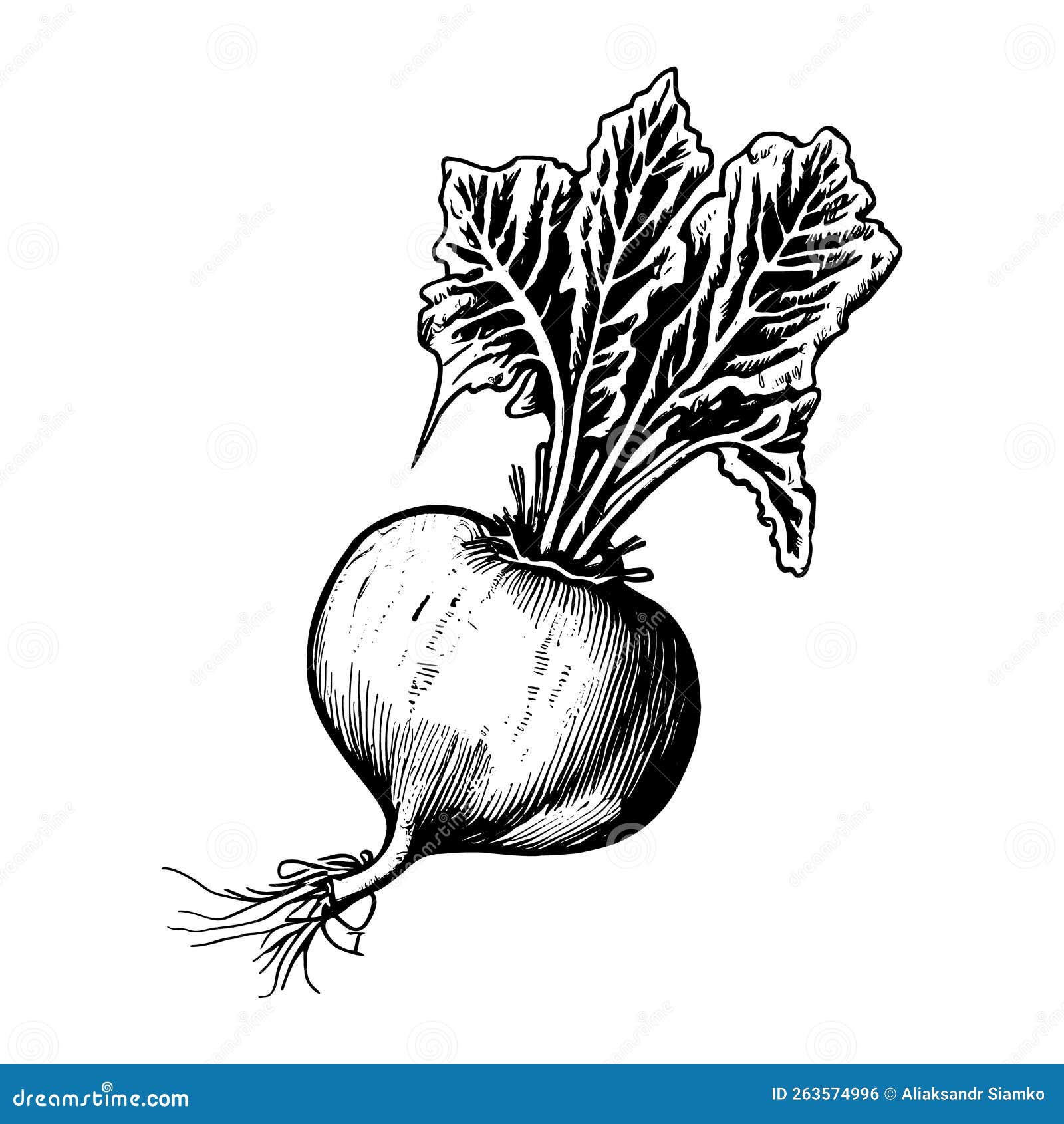 Hand Drawn Sketch a Beetroot Stock Vector - Illustration of plant ...