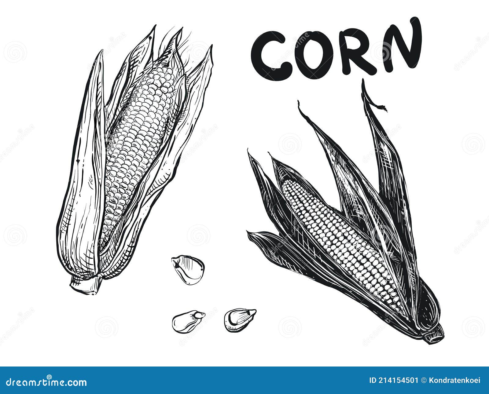 Hand Drawn Sketch Black and White of Corn, Grain, Leaf. Elements in ...