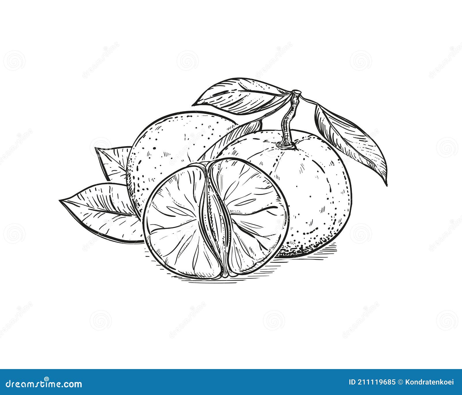 Hand Drawn Sketch Black and White of Mandarin, Tangerine Fruit, Slice ...