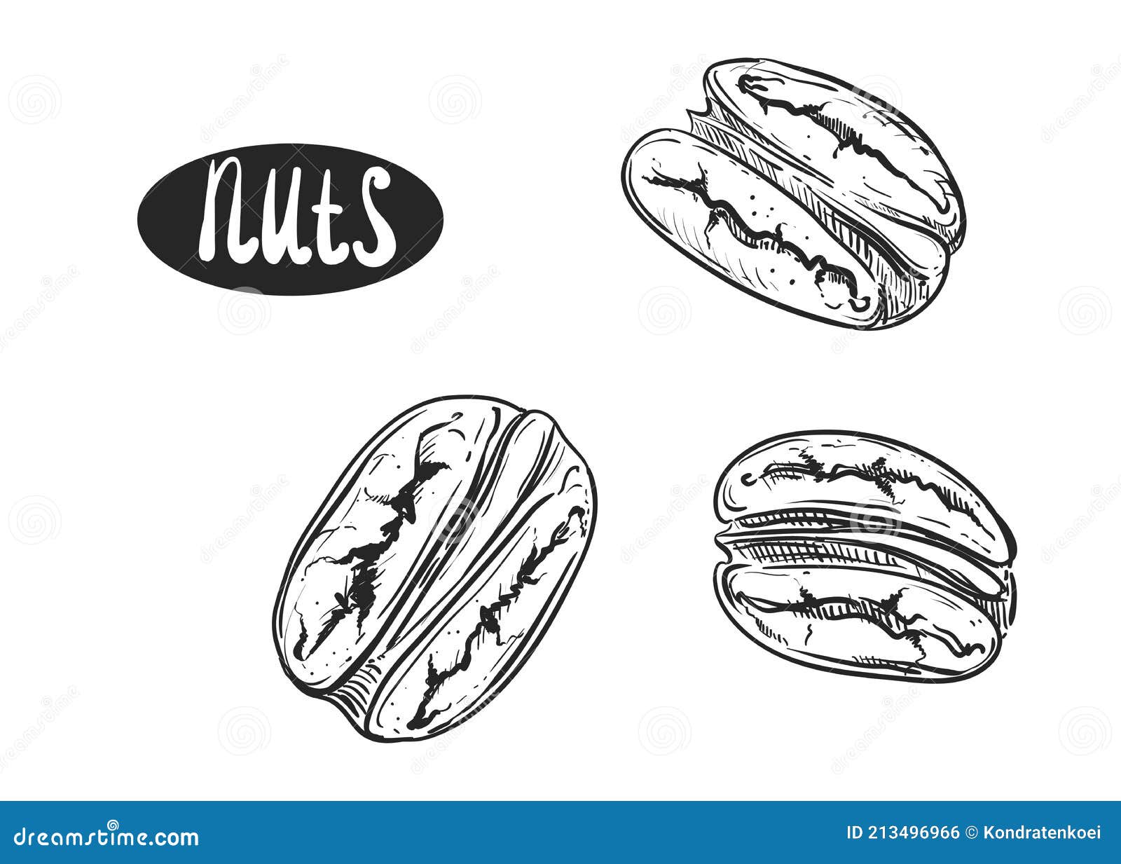 Hand Drawn Sketch Black and White of Nuts, Pecans. Vector Illustration ...