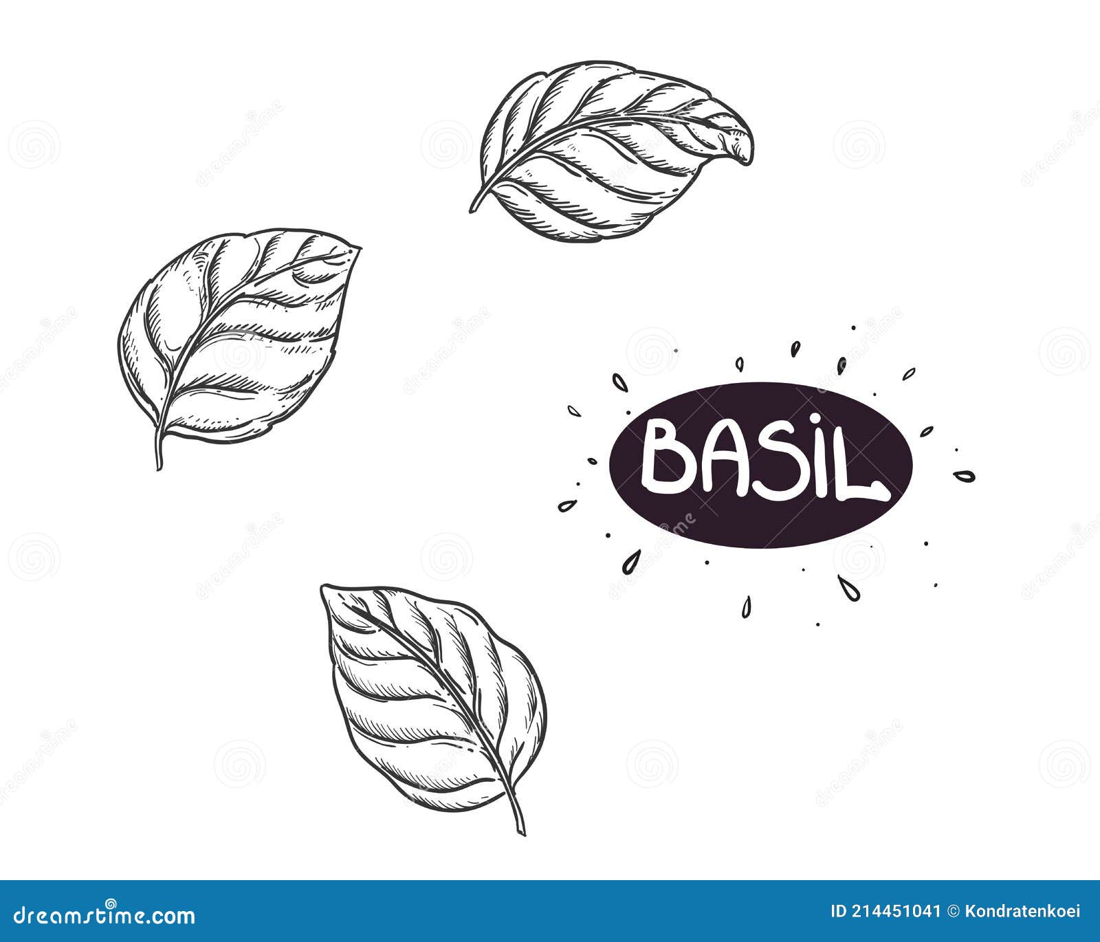 Hand Drawn Sketch Black and White Set of Basil, Leaf. Vector ...