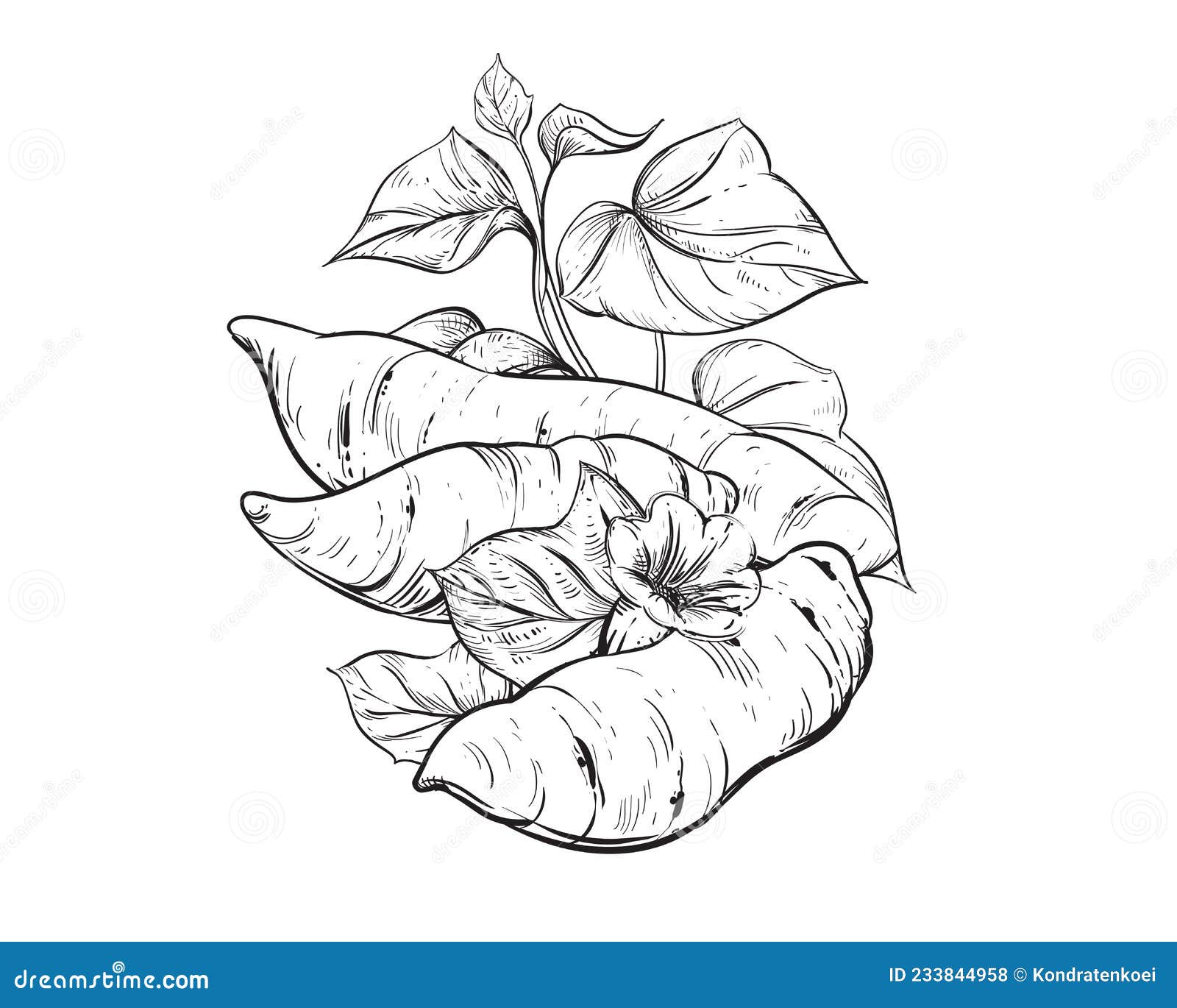 Hand Drawn Sketch Black And White Of Tuber Yam Leaf Sweet Potato