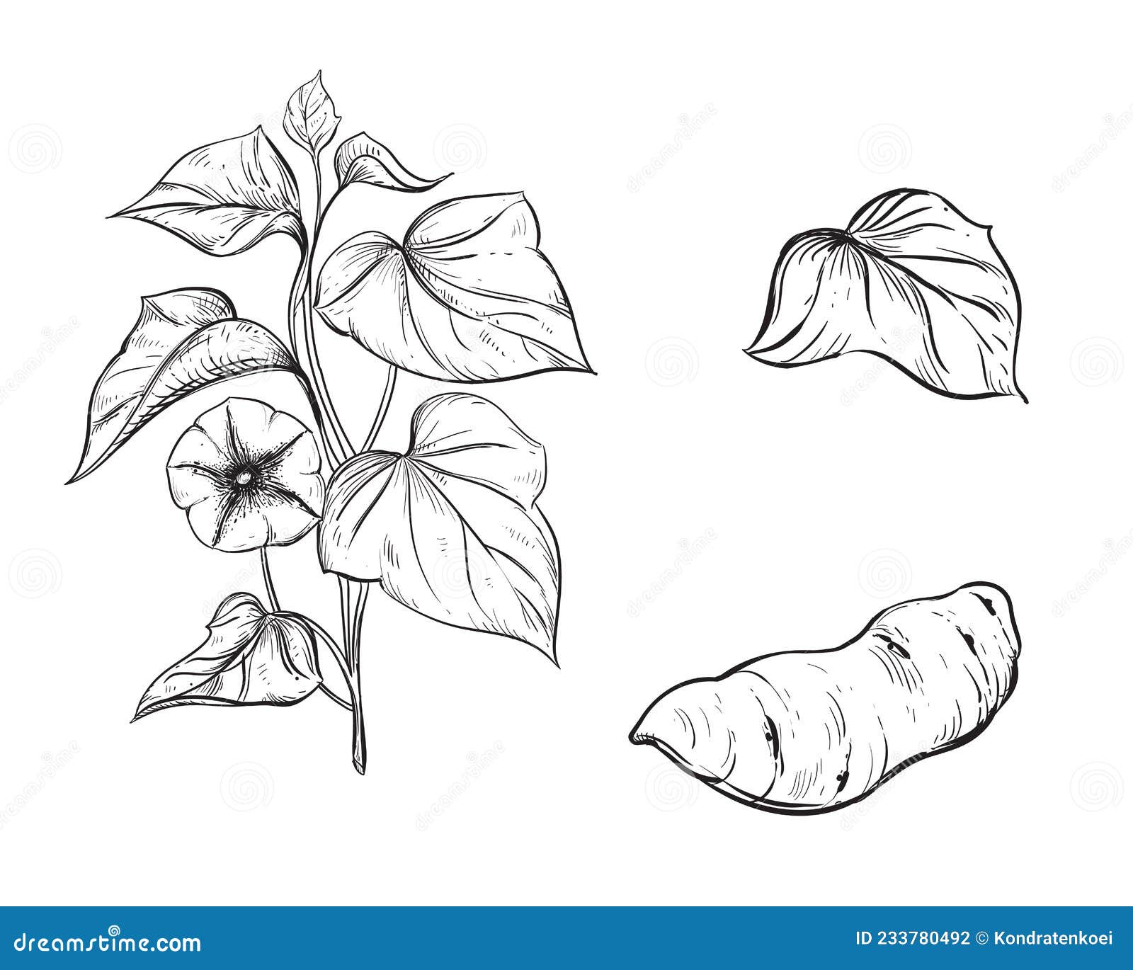 Hand Drawn Sketch Black And White Of Tuber Yam Leaf Sweet Potato
