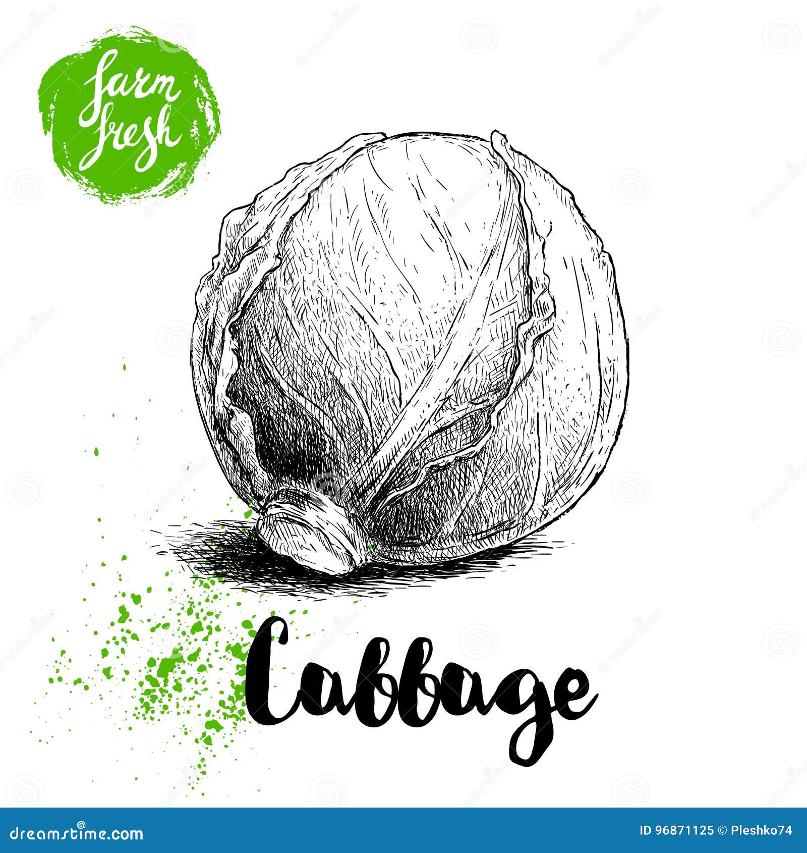 Hand Drawn Sketch Cabbage. Fresh Farm Vegetables Vector Illustration ...