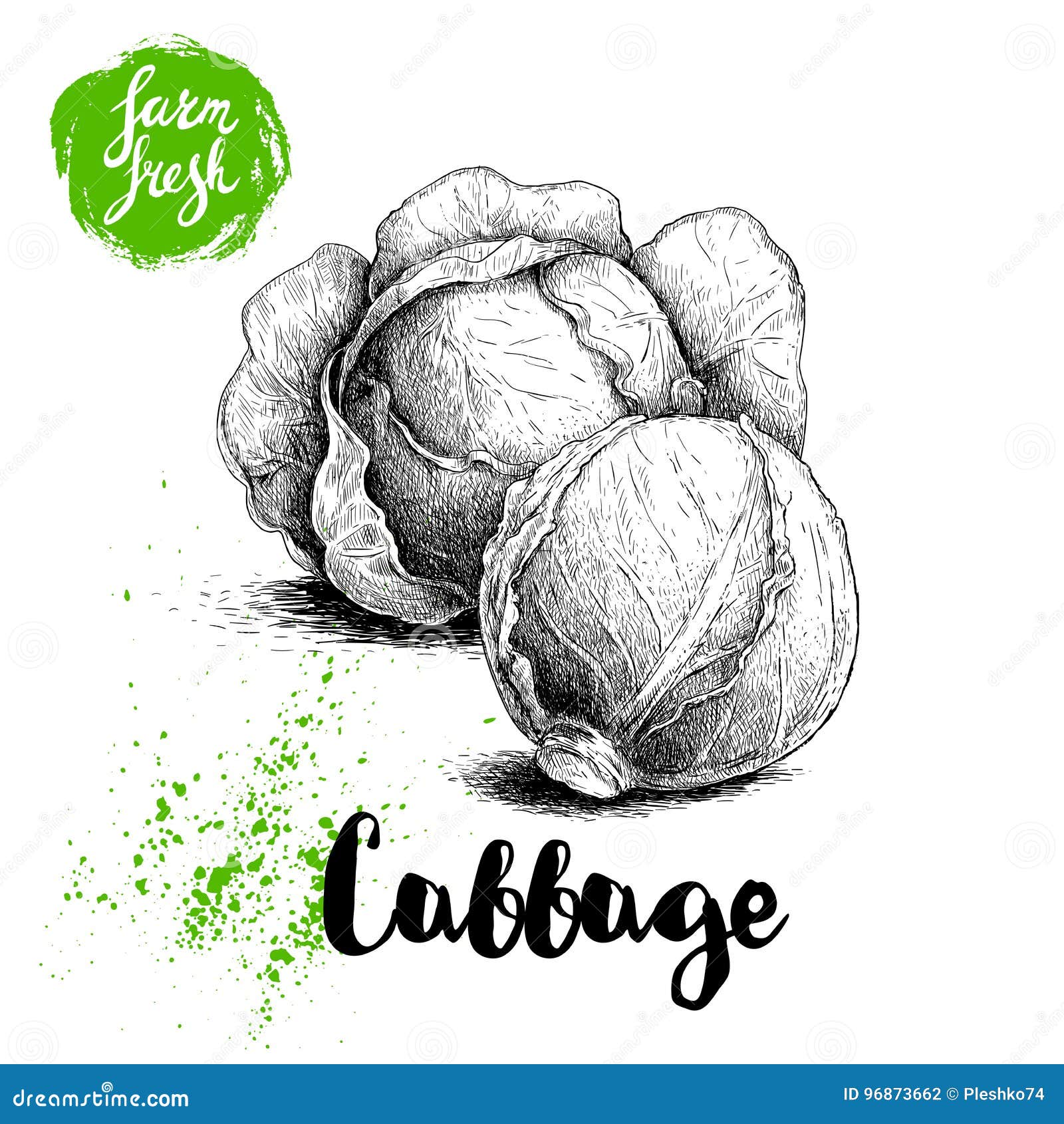 Hand Drawn Sketch Cabbages. Fresh Farm Vegetables Vector Illustration ...
