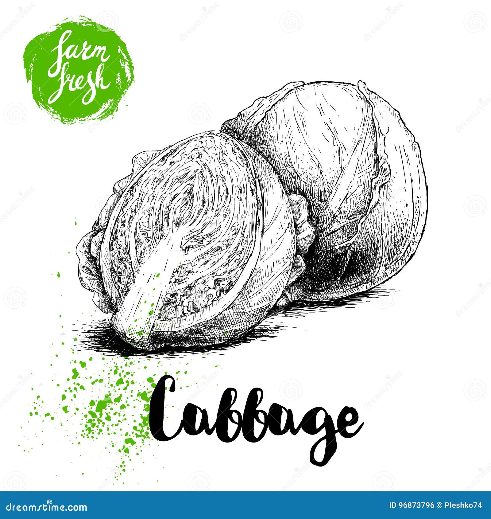 Hand Drawn Sketch Cabbages. Fresh Farm Vegetables Vector Illustration ...