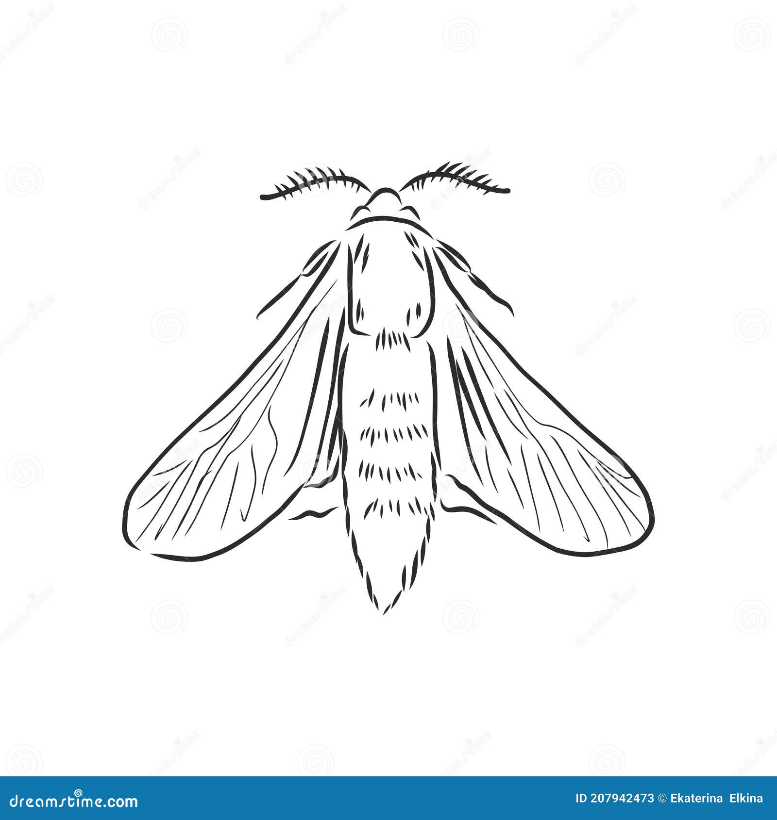 Hand Drawn, Sketch, Cartoon Illustration of Moth. Moth Moth Vector ...