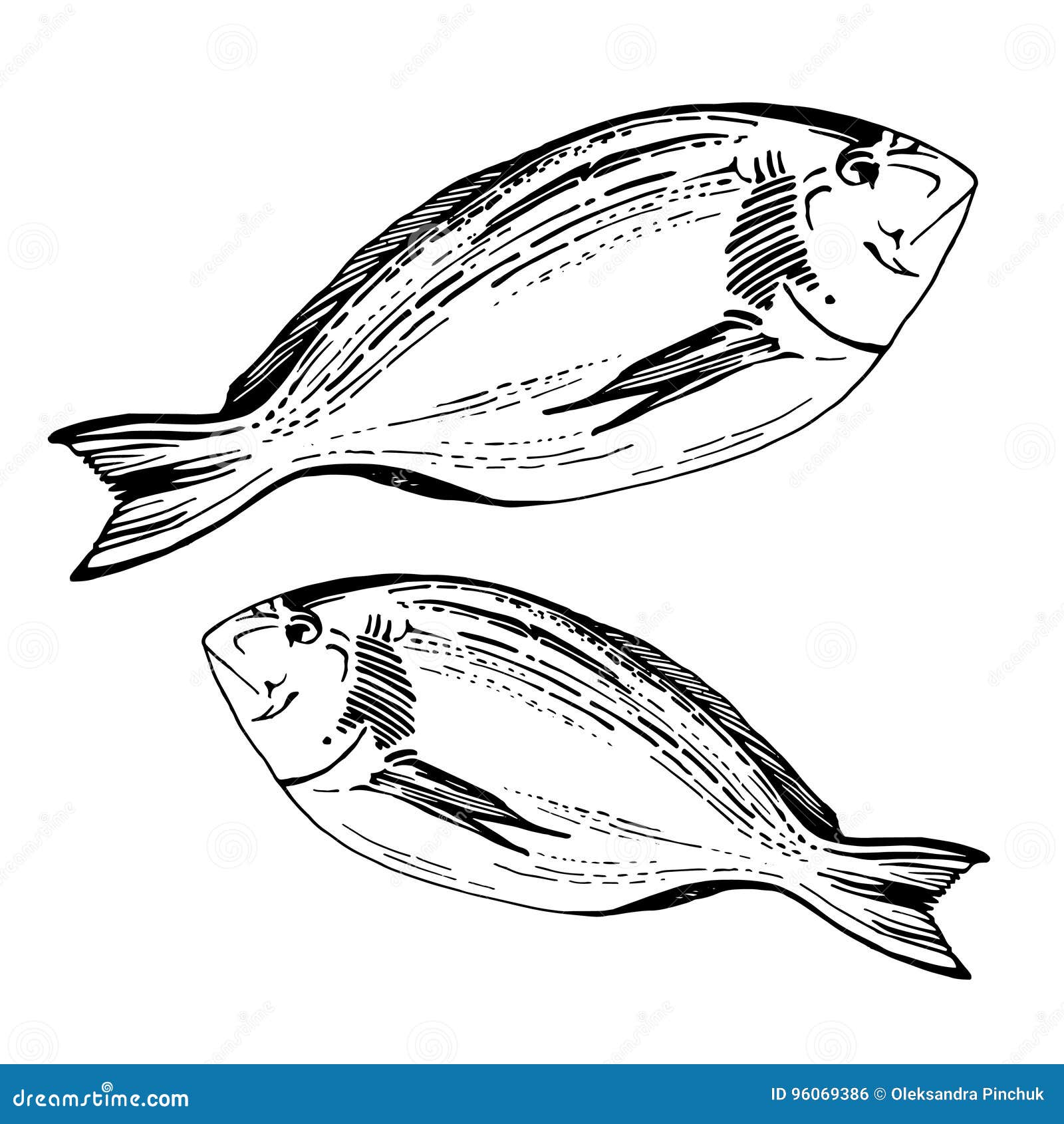 Hand Drawn Sketch Dorado Fish. Stock Vector - Illustration of emblem ...