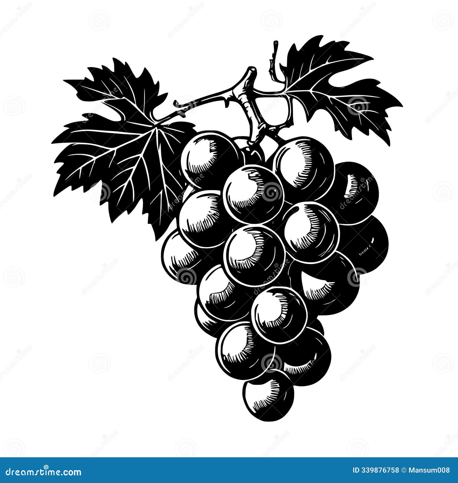 Hand drawn sketch of grape stock illustration. Illustration of isolated ...