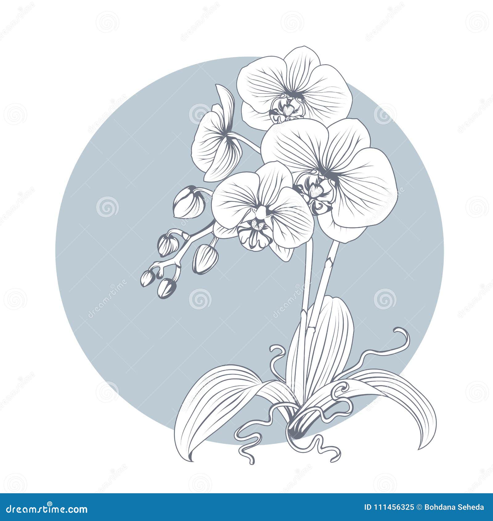 Sketches Of Orchids