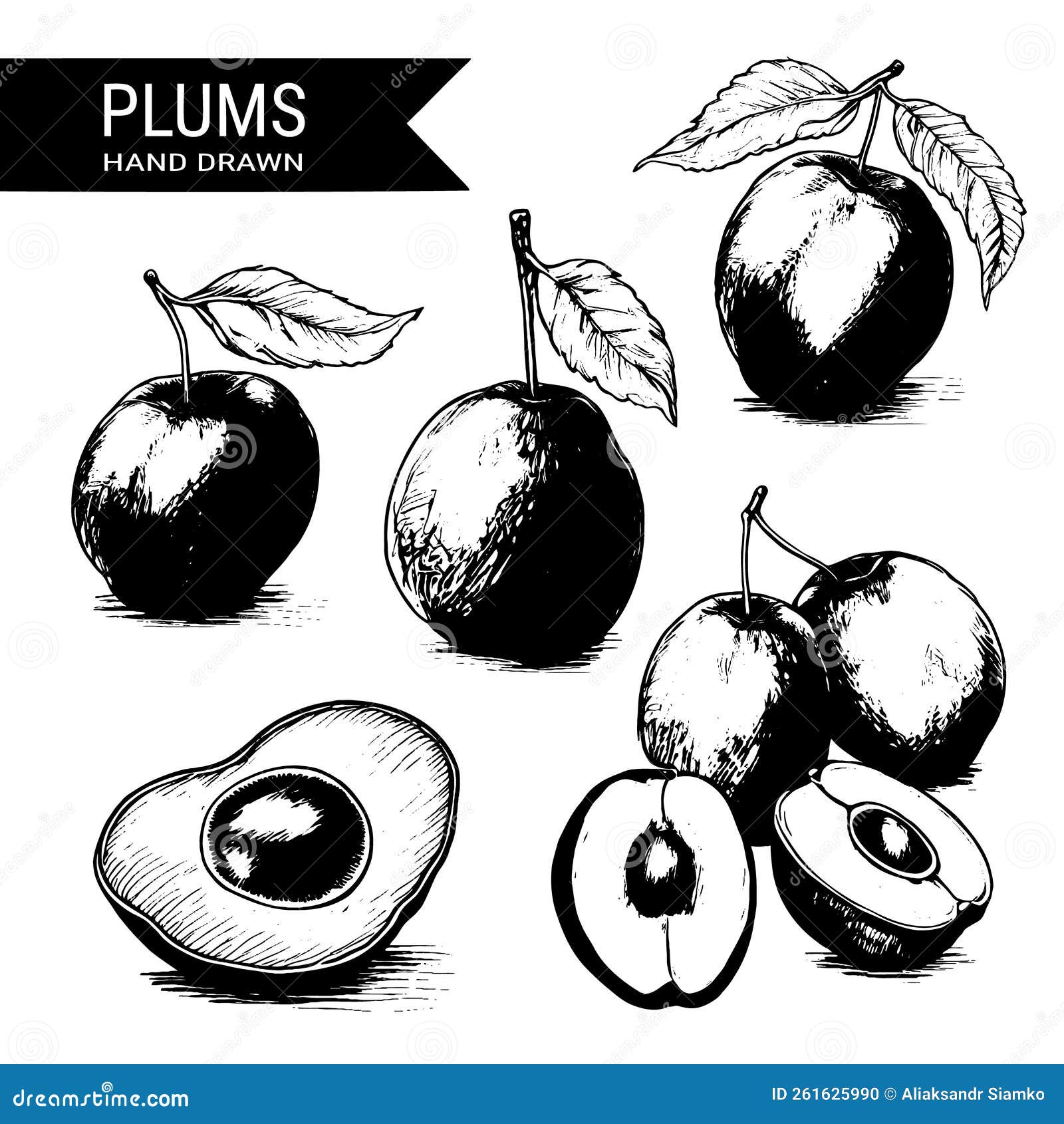 Hand Drawn Sketch Set of Plums Stock Vector - Illustration of summer ...