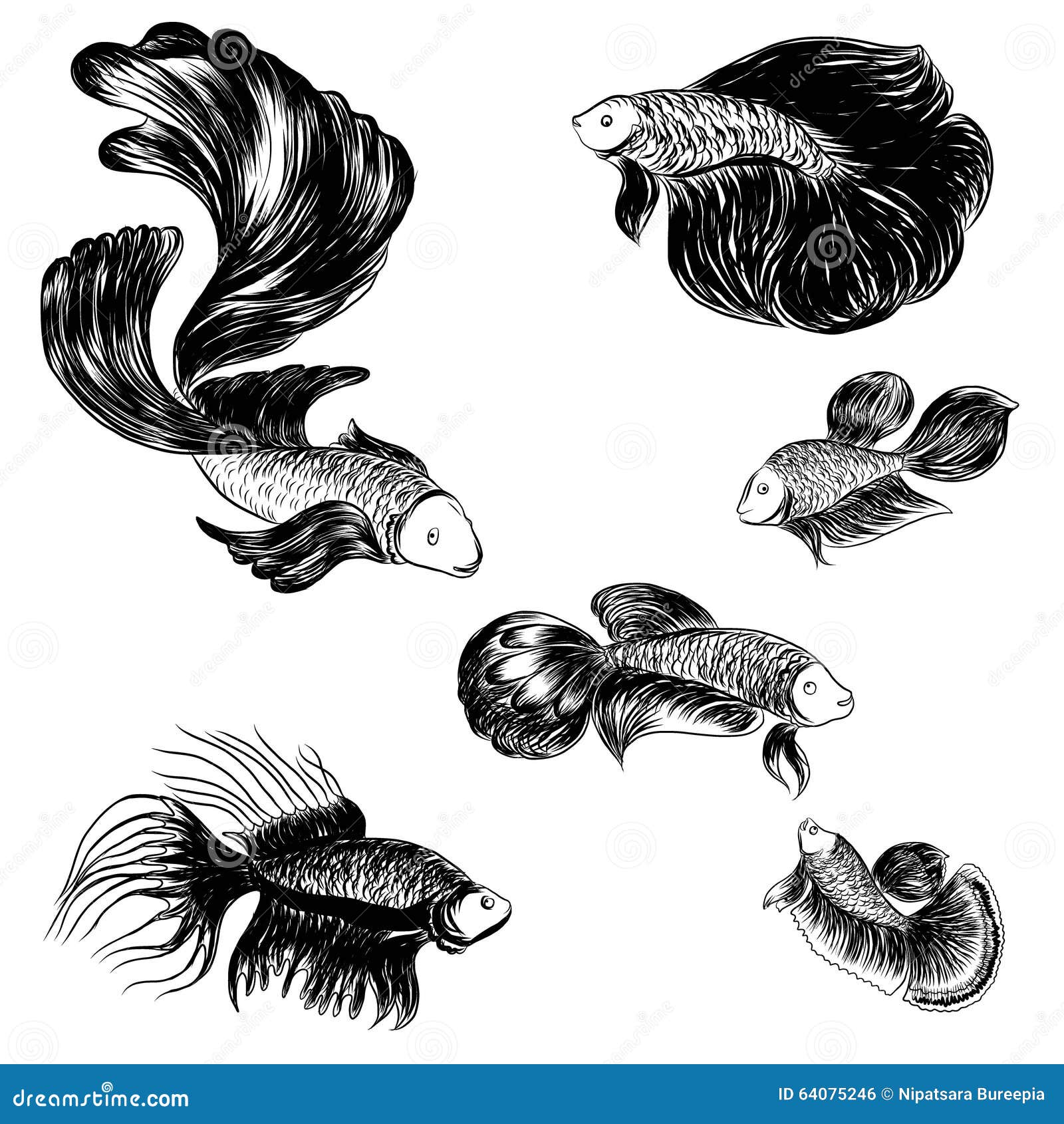 Hand Drawn and Sketch, Siamese Fighting Fish Stock Vector ...