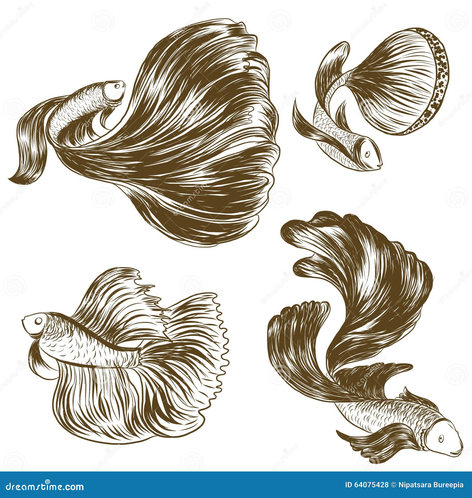 Hand Drawn and Sketch, Siamese Fighting Fish Stock Vector ...