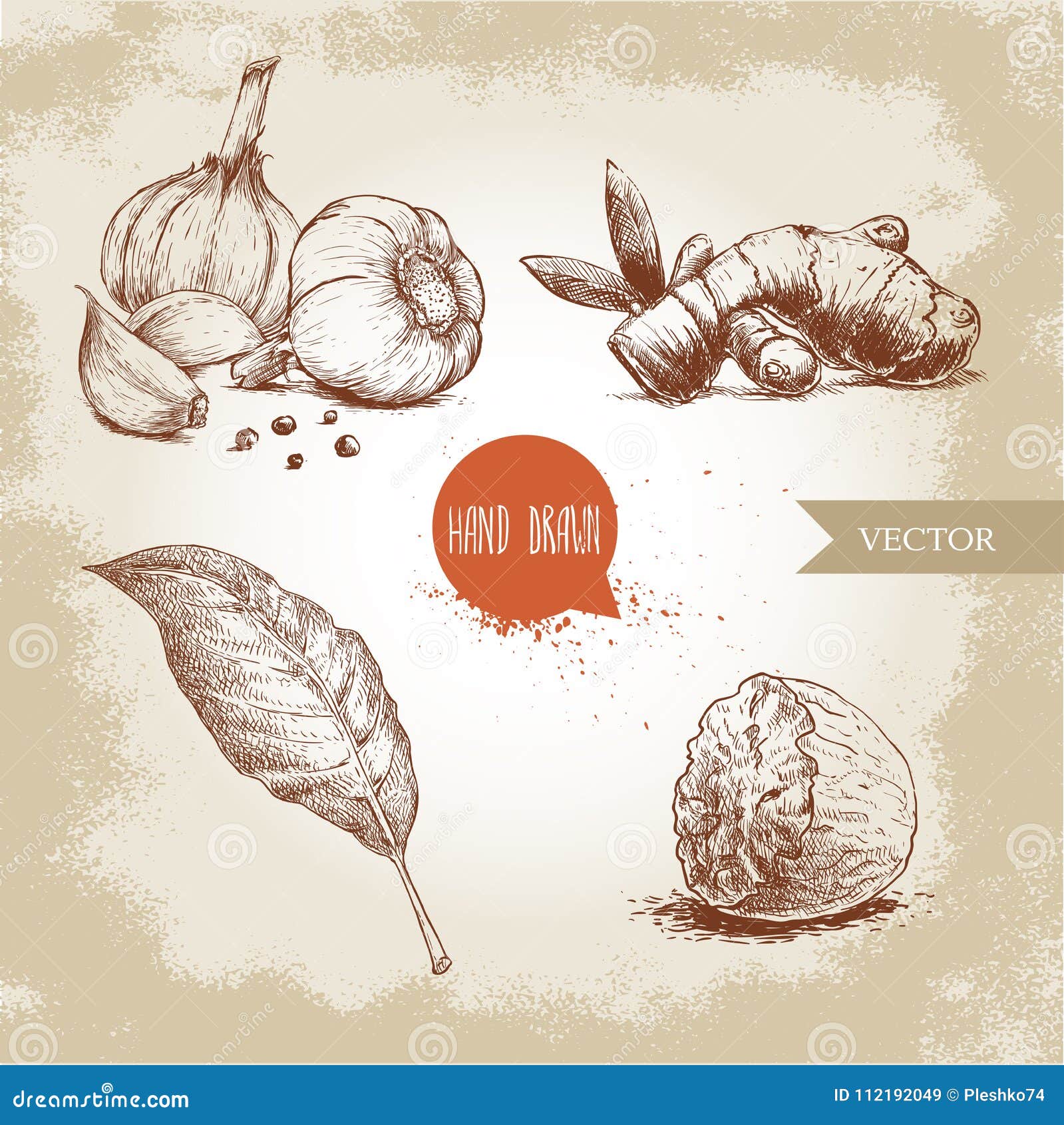Hand Drawn Sketch Spices Set. Garlic Composition, Ginger Root, Bay Leaf ...