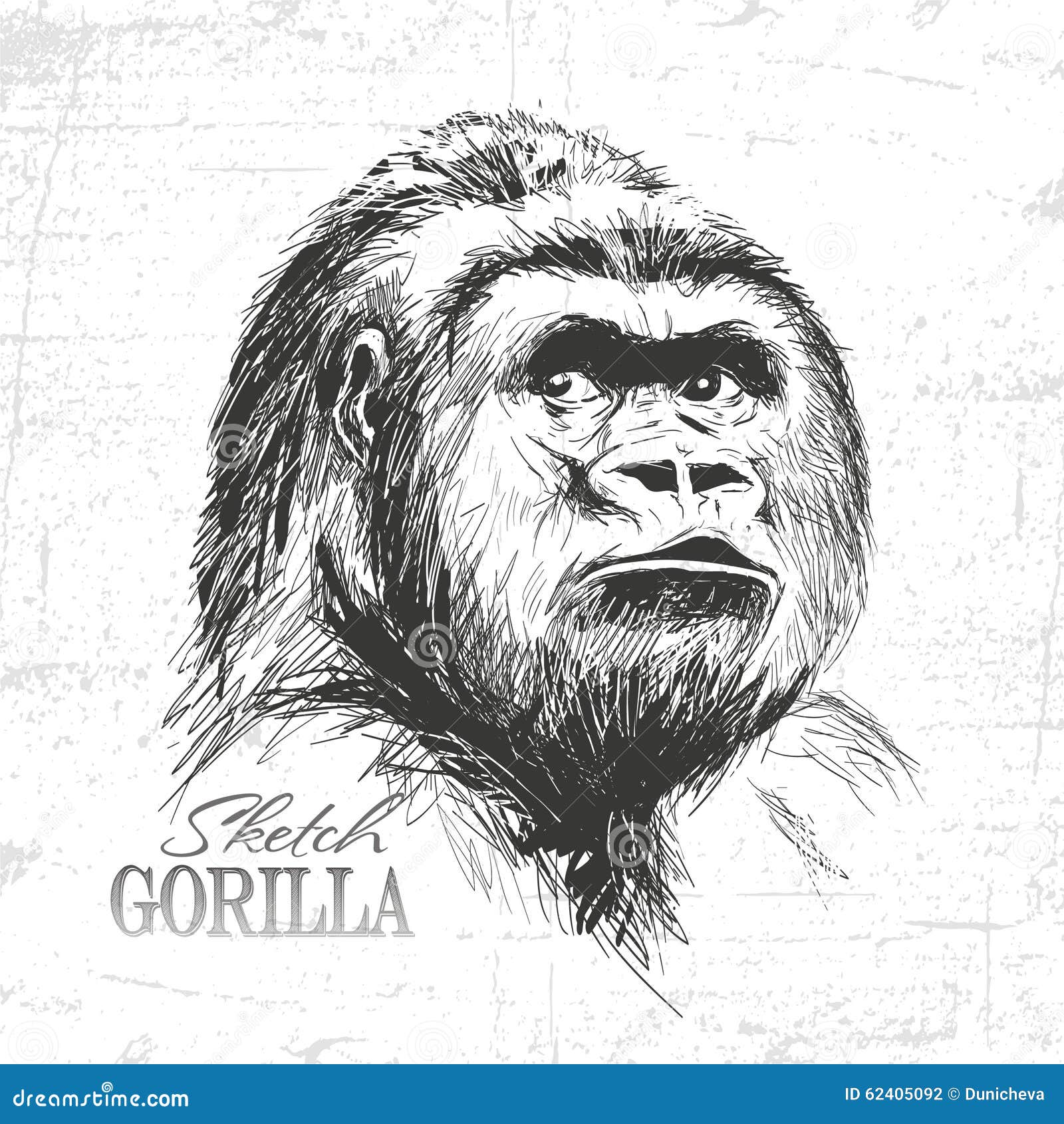 Hand Drawn Sketch Style Illustration of Monkey Face. Stock Vector ...