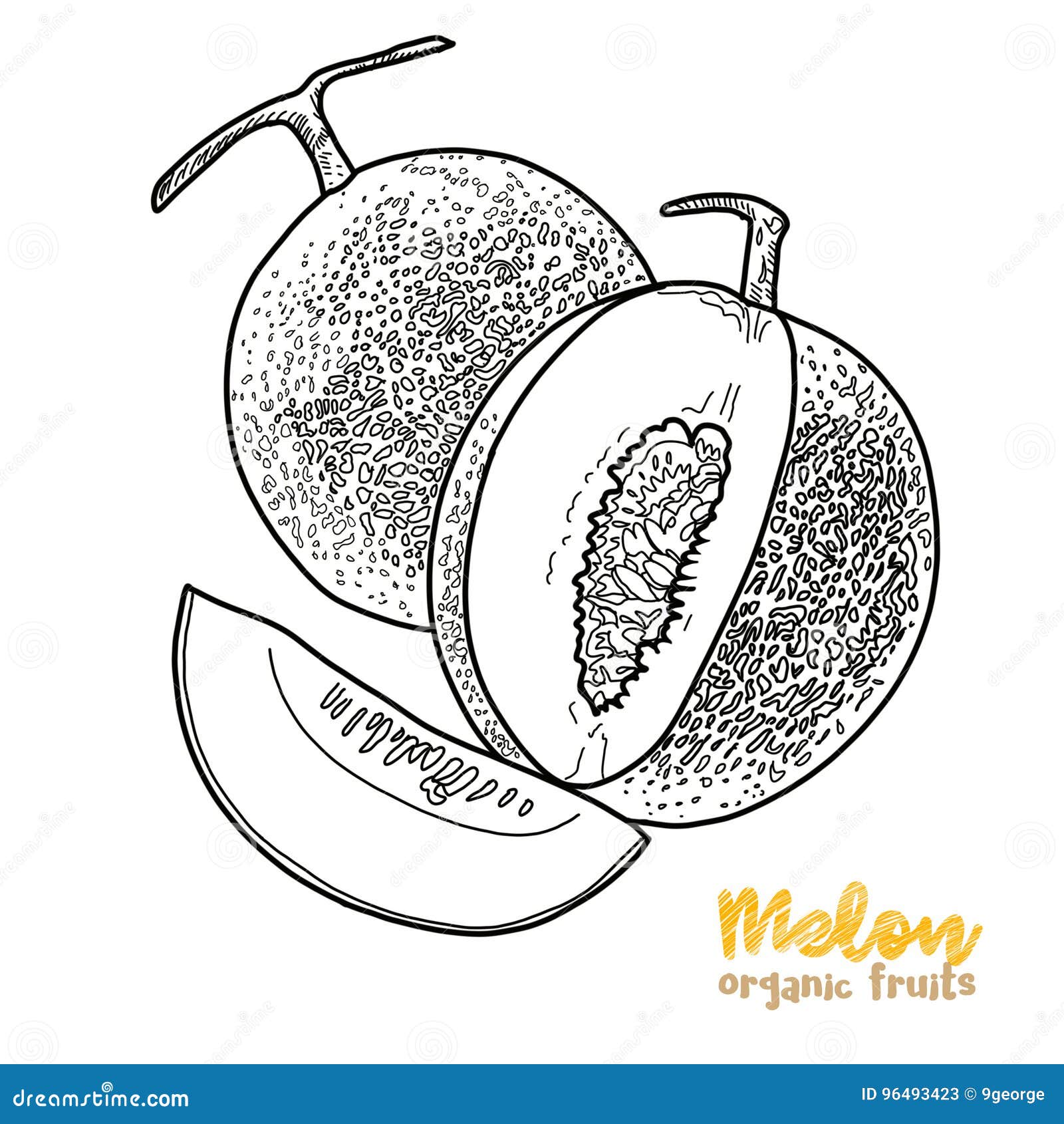 Hand Drawn Sketch Style Melon Composition Isolated on Background Stock ...