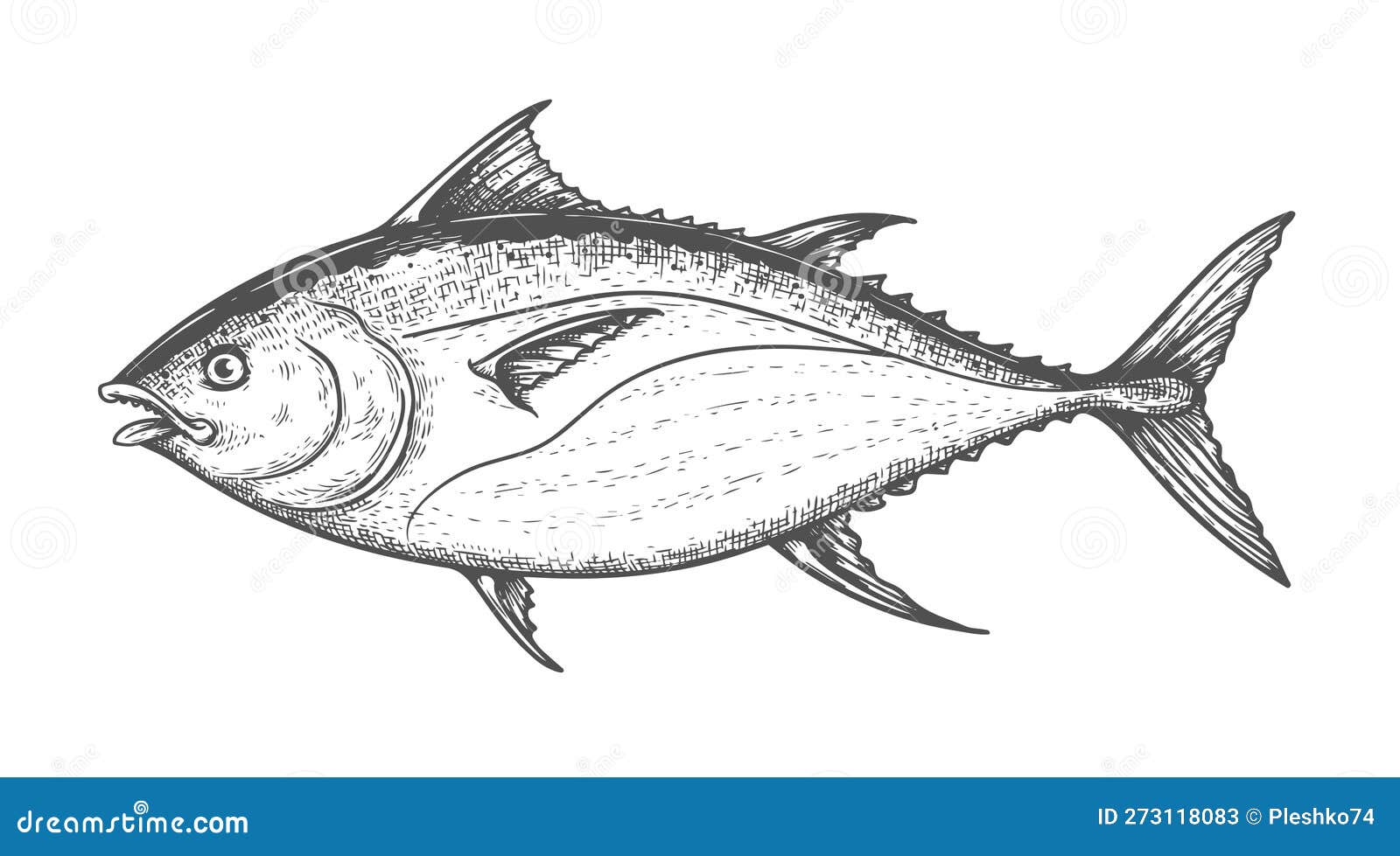 Hand Drawn Sketch Style Skipjack Tuna. Best for Fish Markets, Fish ... Hand Drawn Sketch Style Skipjack Tuna. Best for Fish Markets, Fish ...
