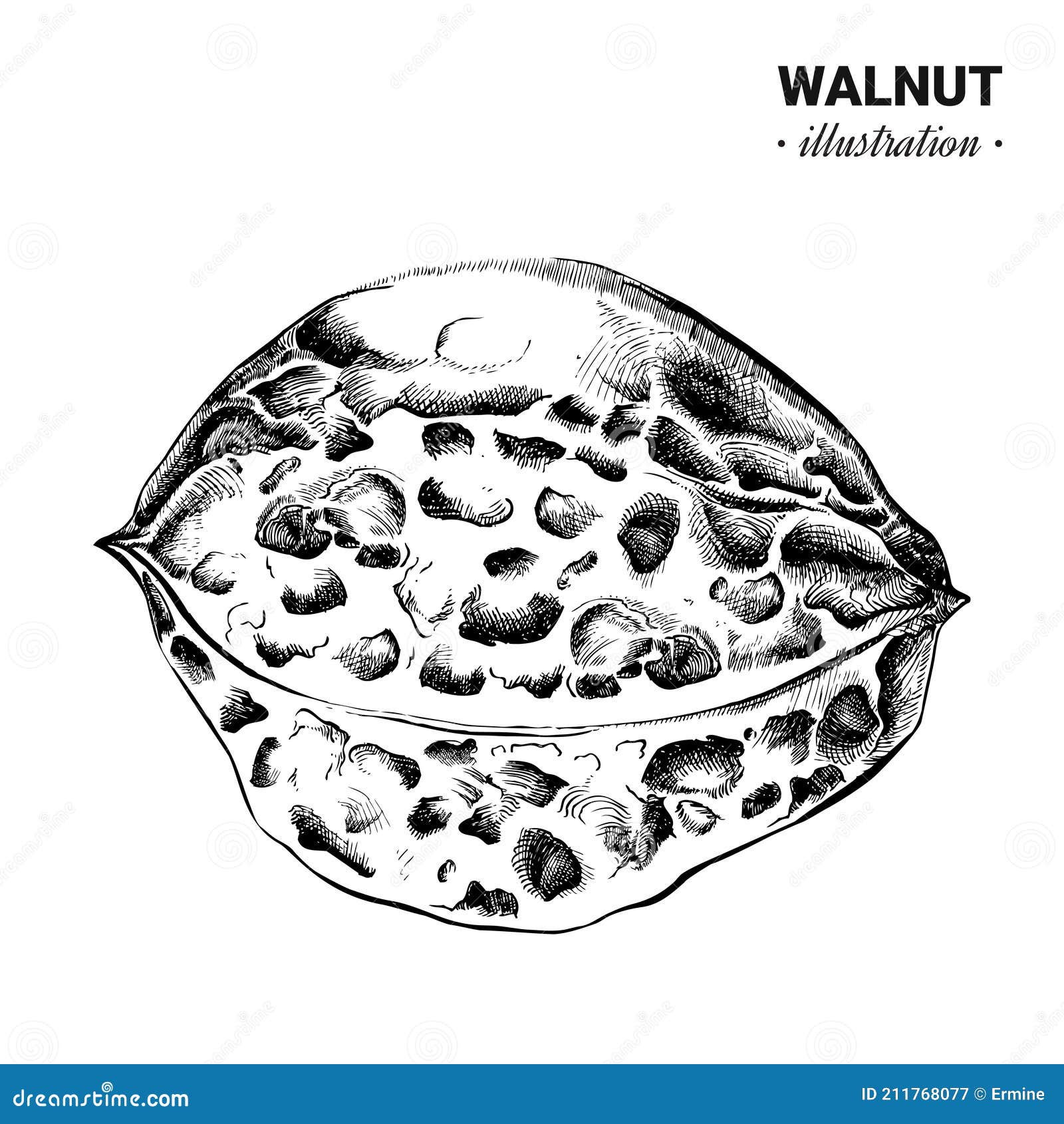 Hand Drawn Sketch Style Walnut. Stock Illustration - Illustration of ...
