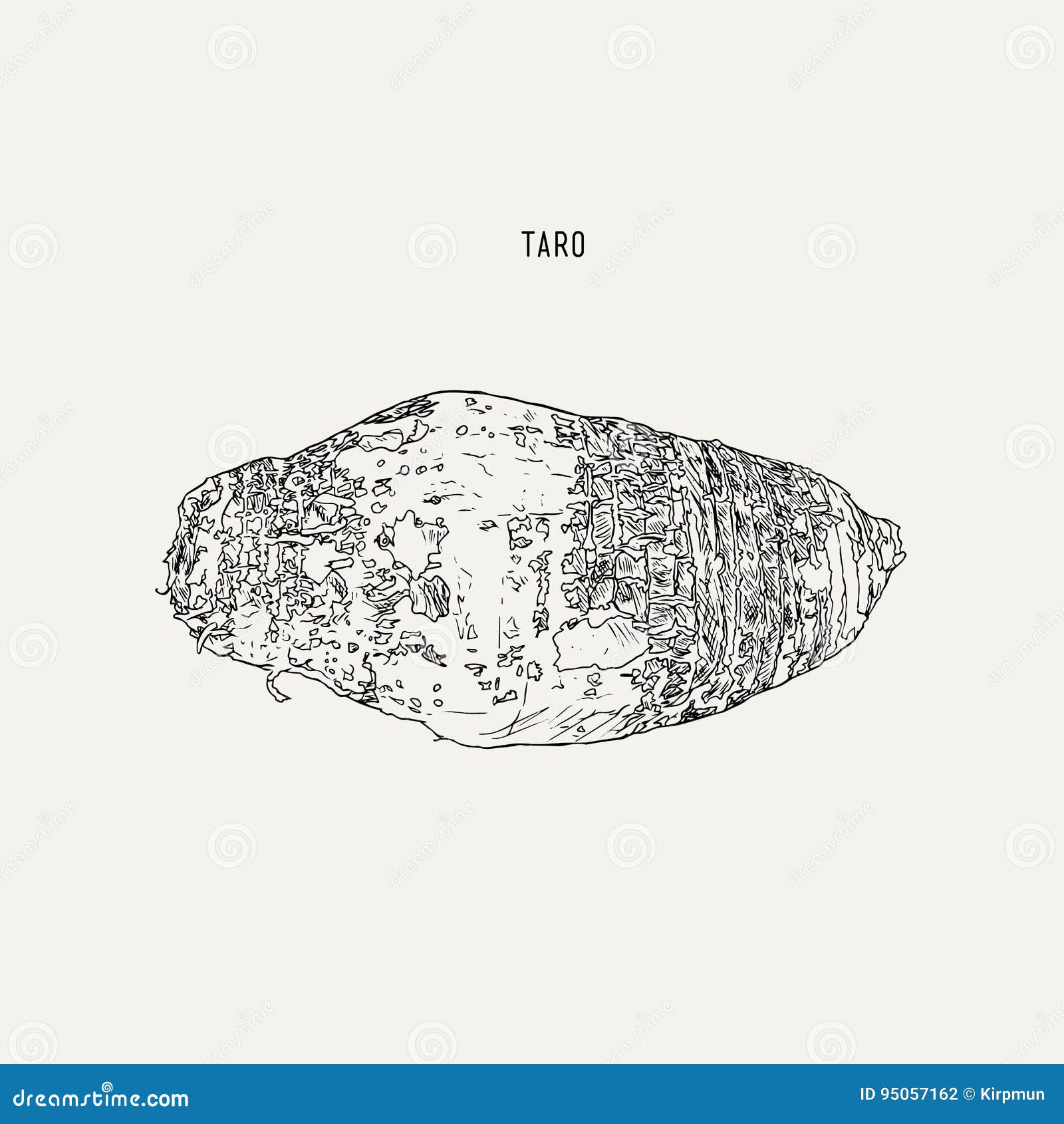 Hand Drawn Sketch Taro, Vector. Stock Vector - Illustration of organic ...