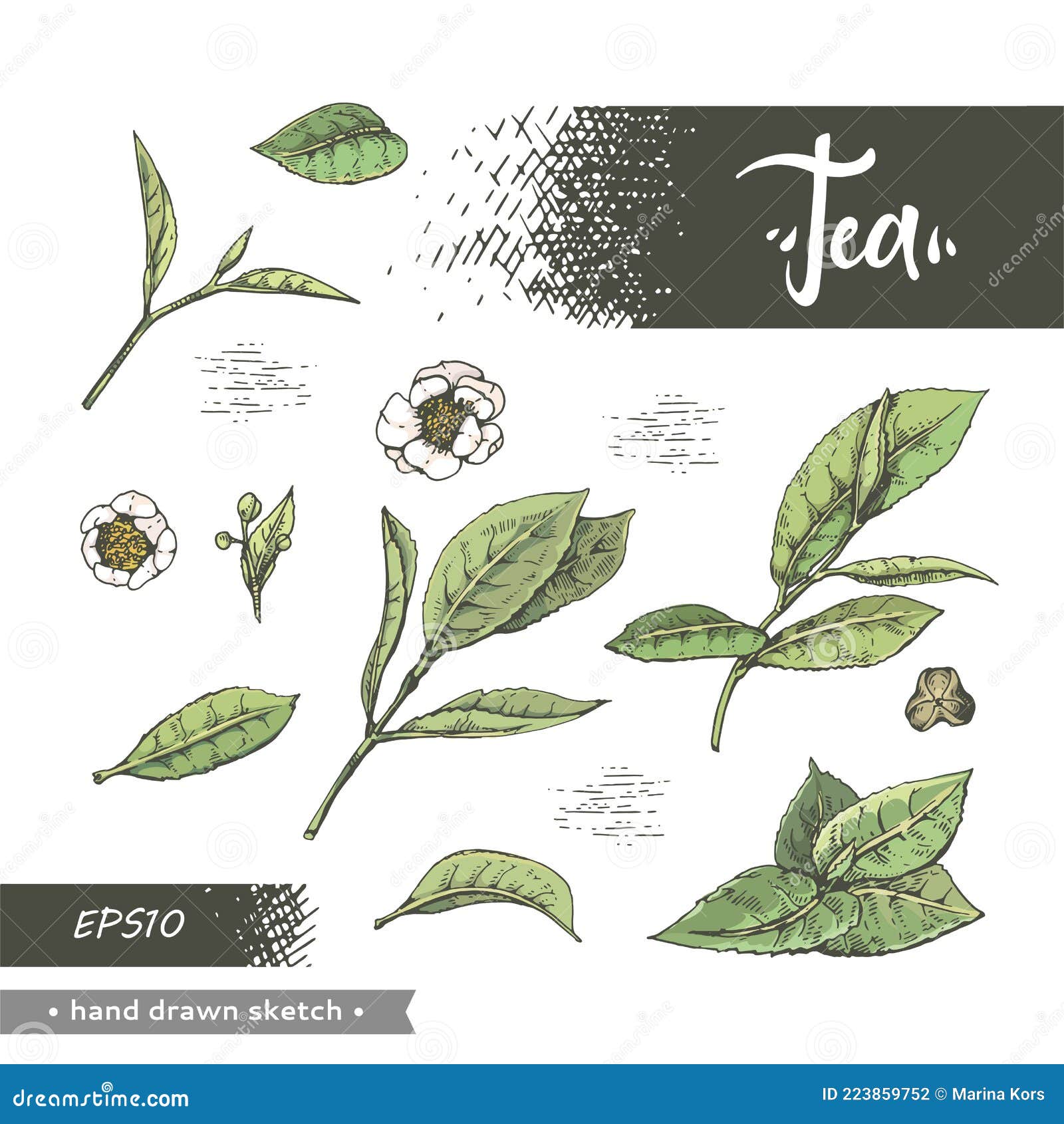 Hand-drawn Sketch Tea Leafs and Flowers Stock Vector - Illustration of ...
